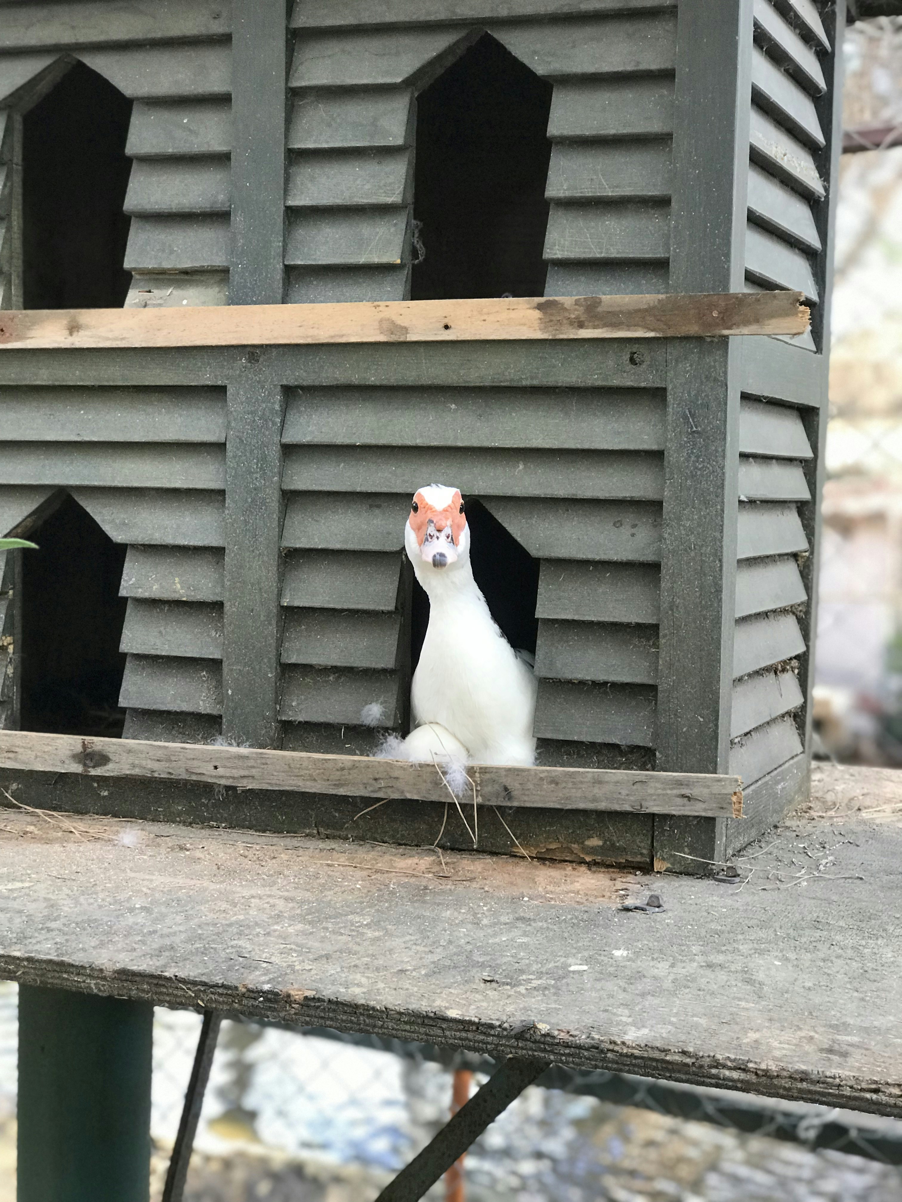 A white duck with an orange head peeks out from a wooden birdhouse, showcasing its inquisitive nature.