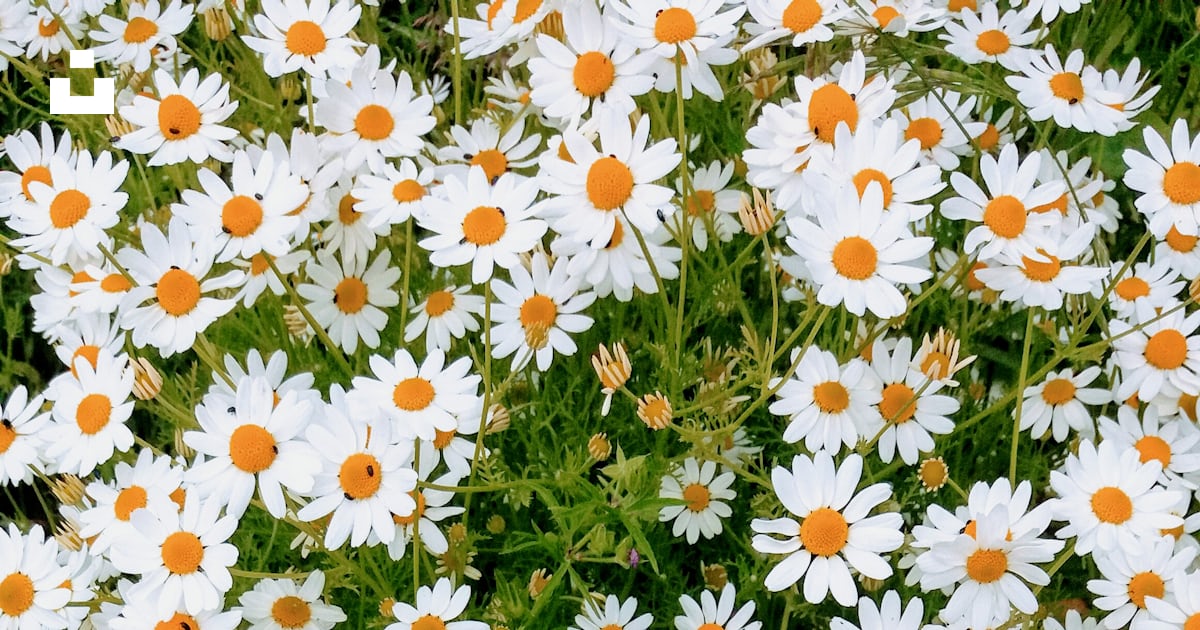 Foto Planta De Hojas Verdes Con Flores Blancas Imagen Flor Gratis En