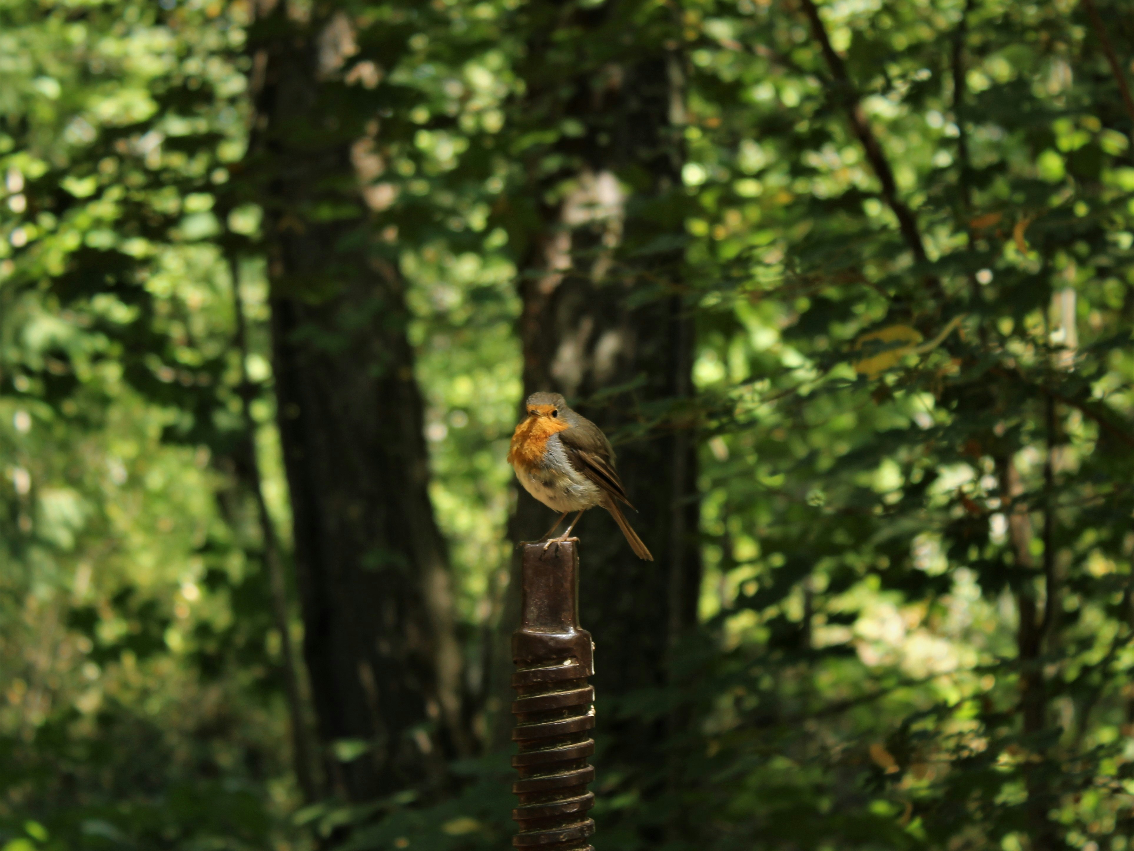 A small bird perches atop a rusted pole, surrounded by lush green foliage in a serene woodland setting.