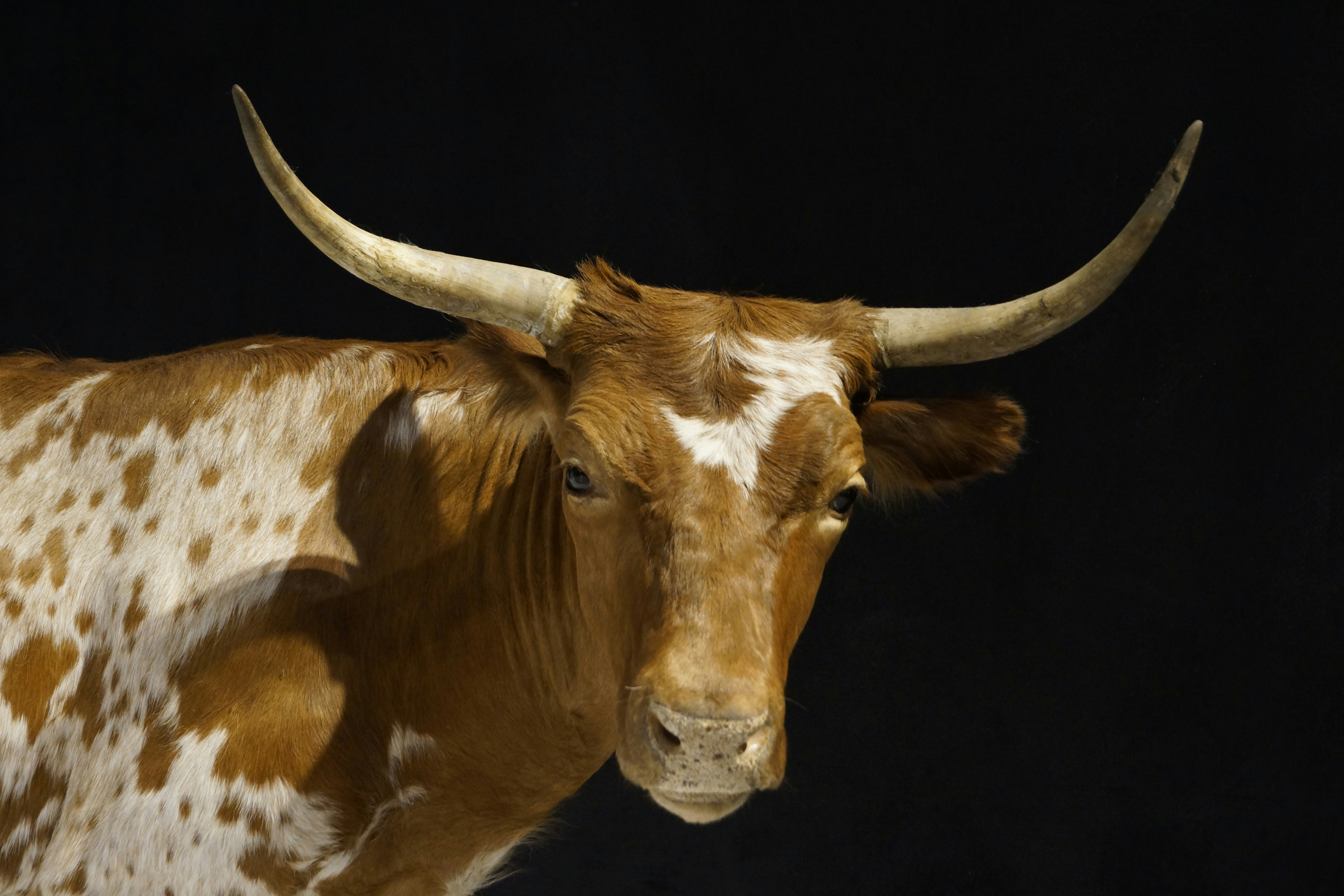 Museum Cattle | brown and beige cow