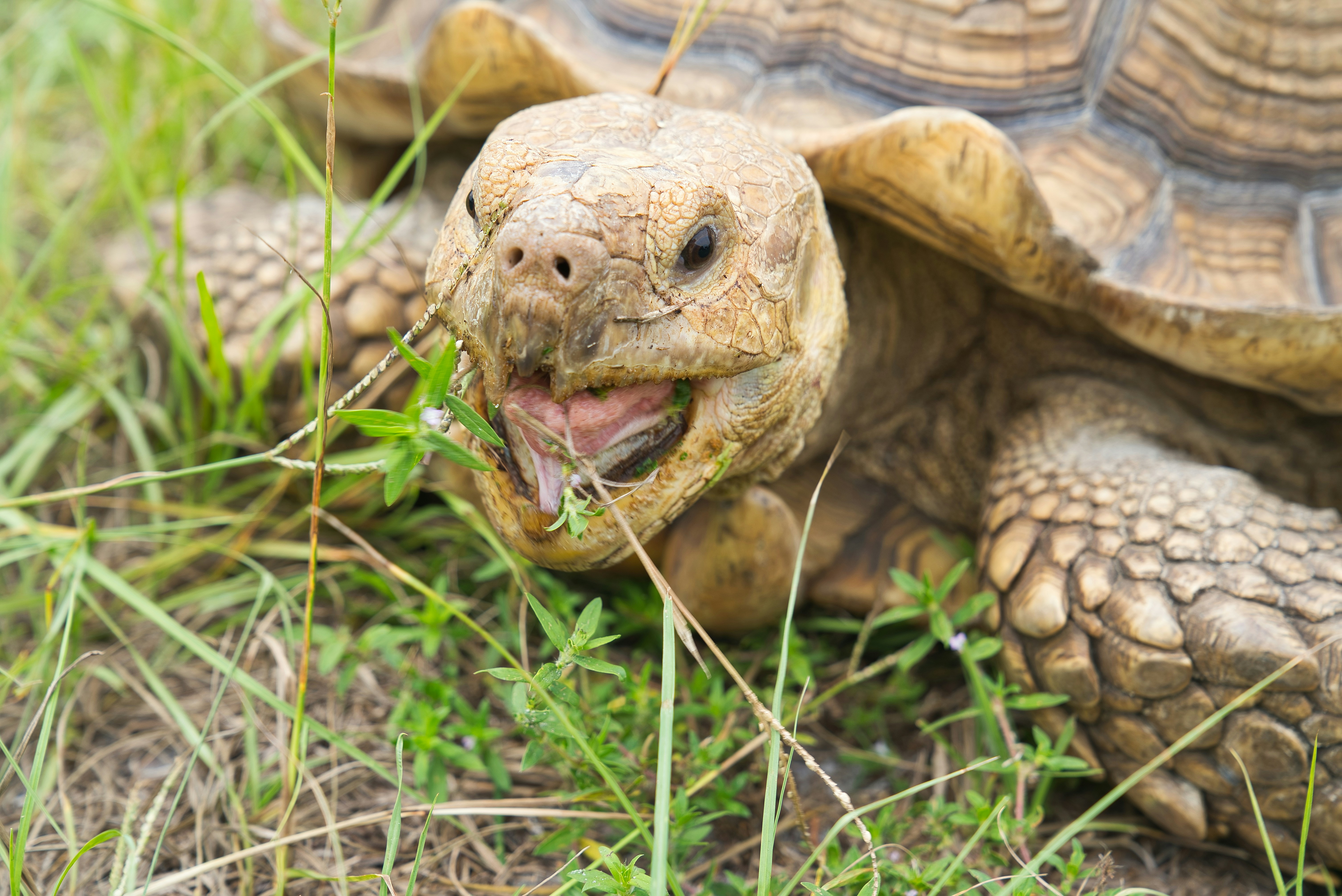 Brown turtle photo – Free Turtle Image on Unsplash