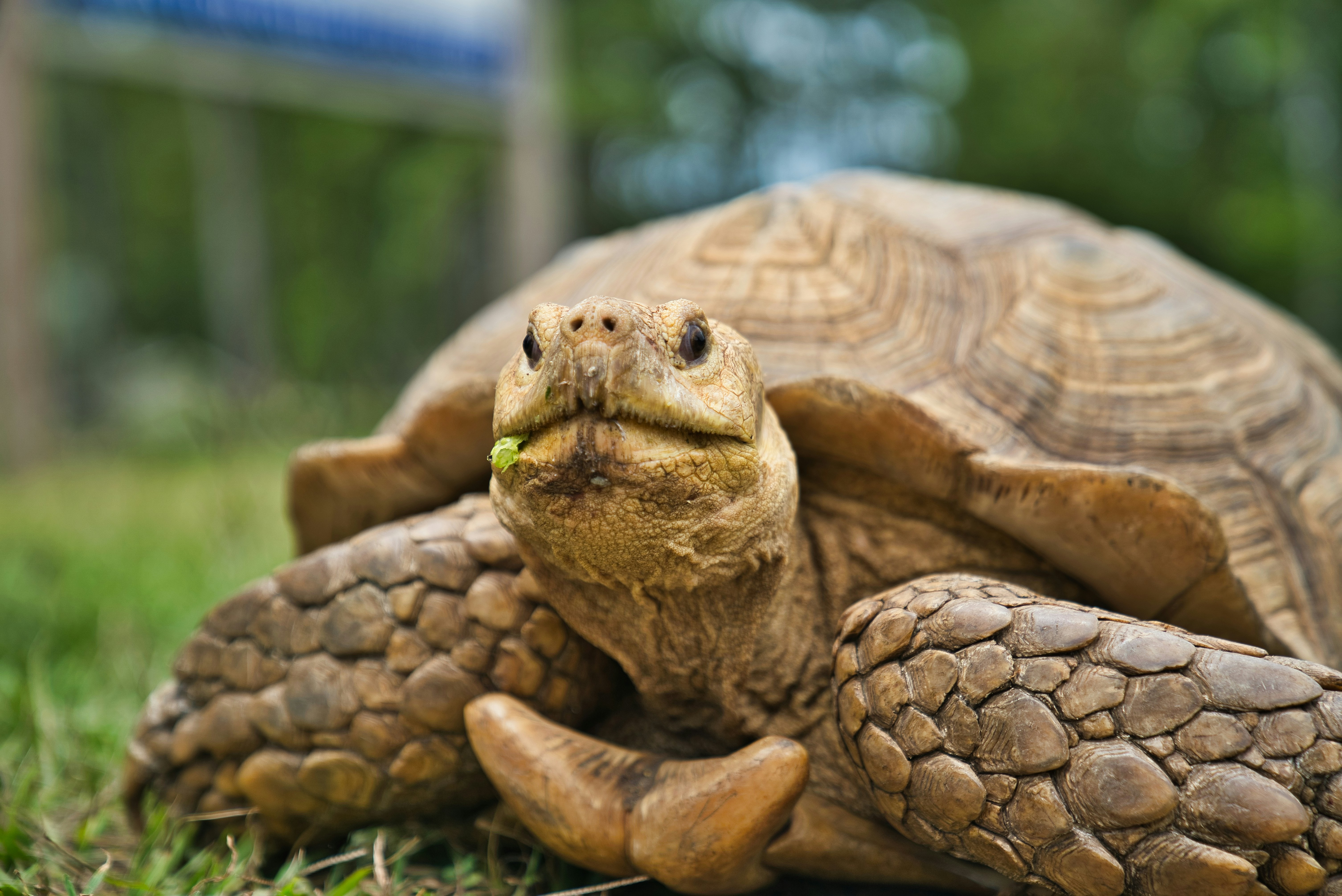 Brown turtle on grass photo – Free Turtle Image on Unsplash