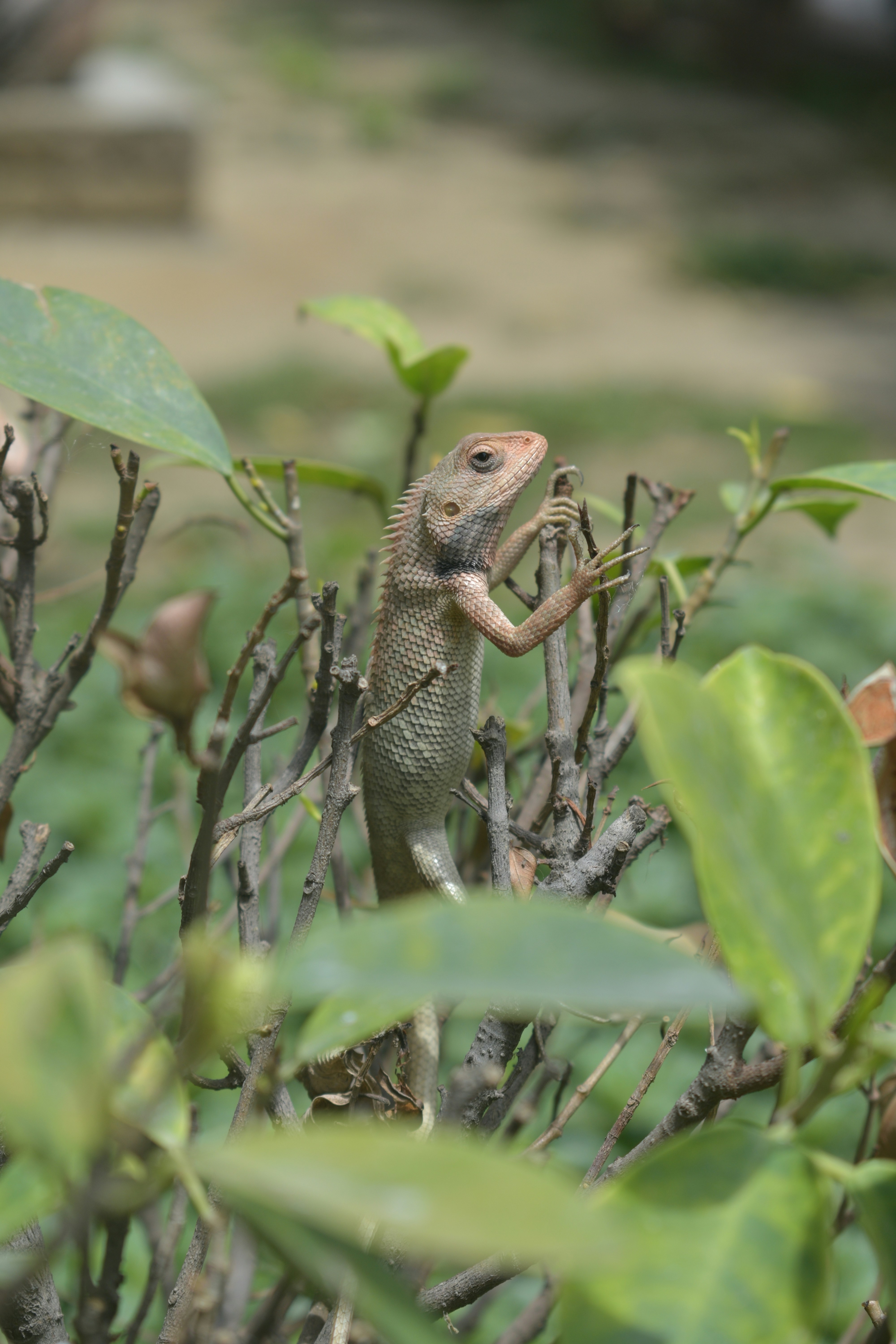 Hedgebound Sentinel: a lizard clings to a twig lattice