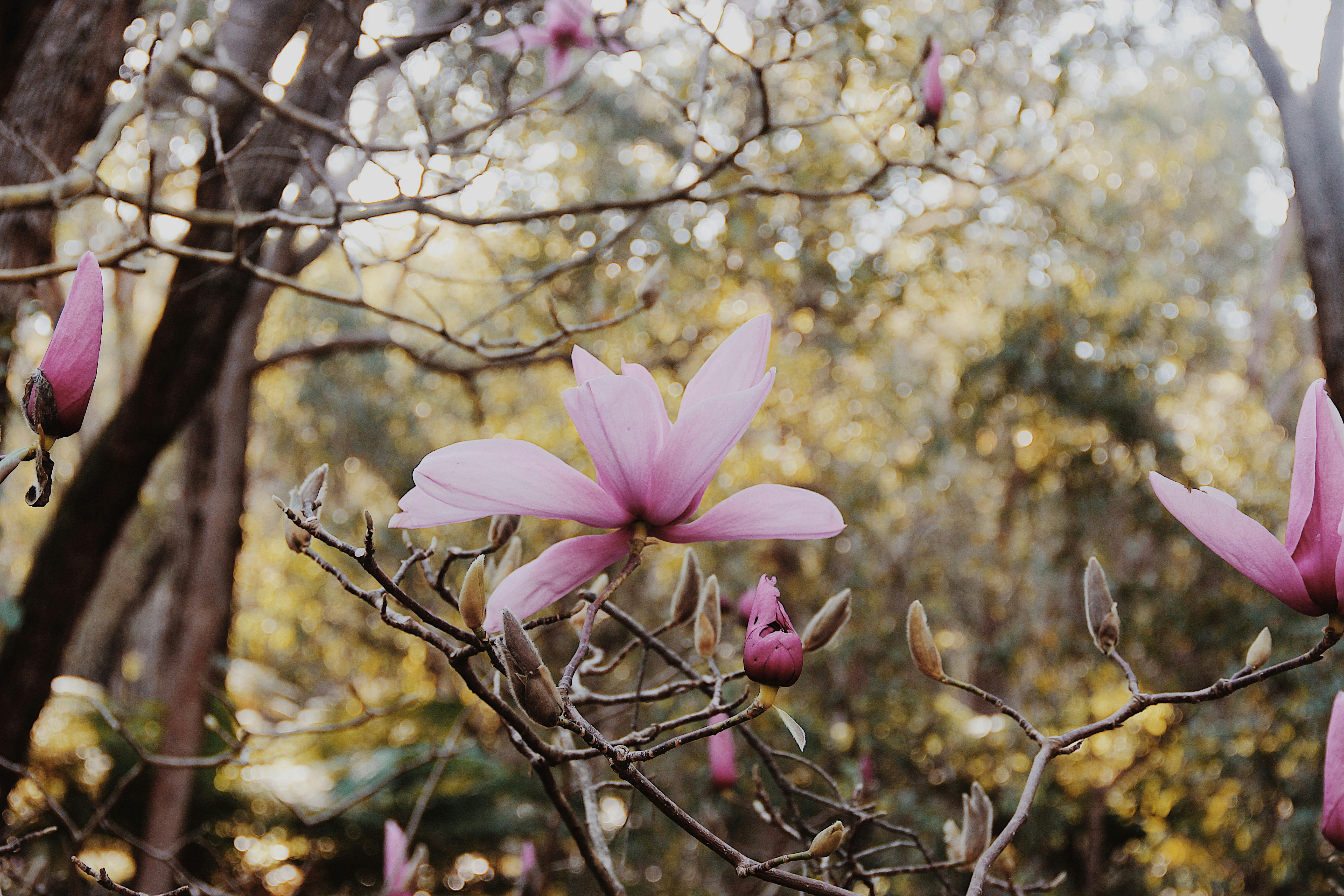 Rachel C (@rachel_4) | Unsplash Photo Community