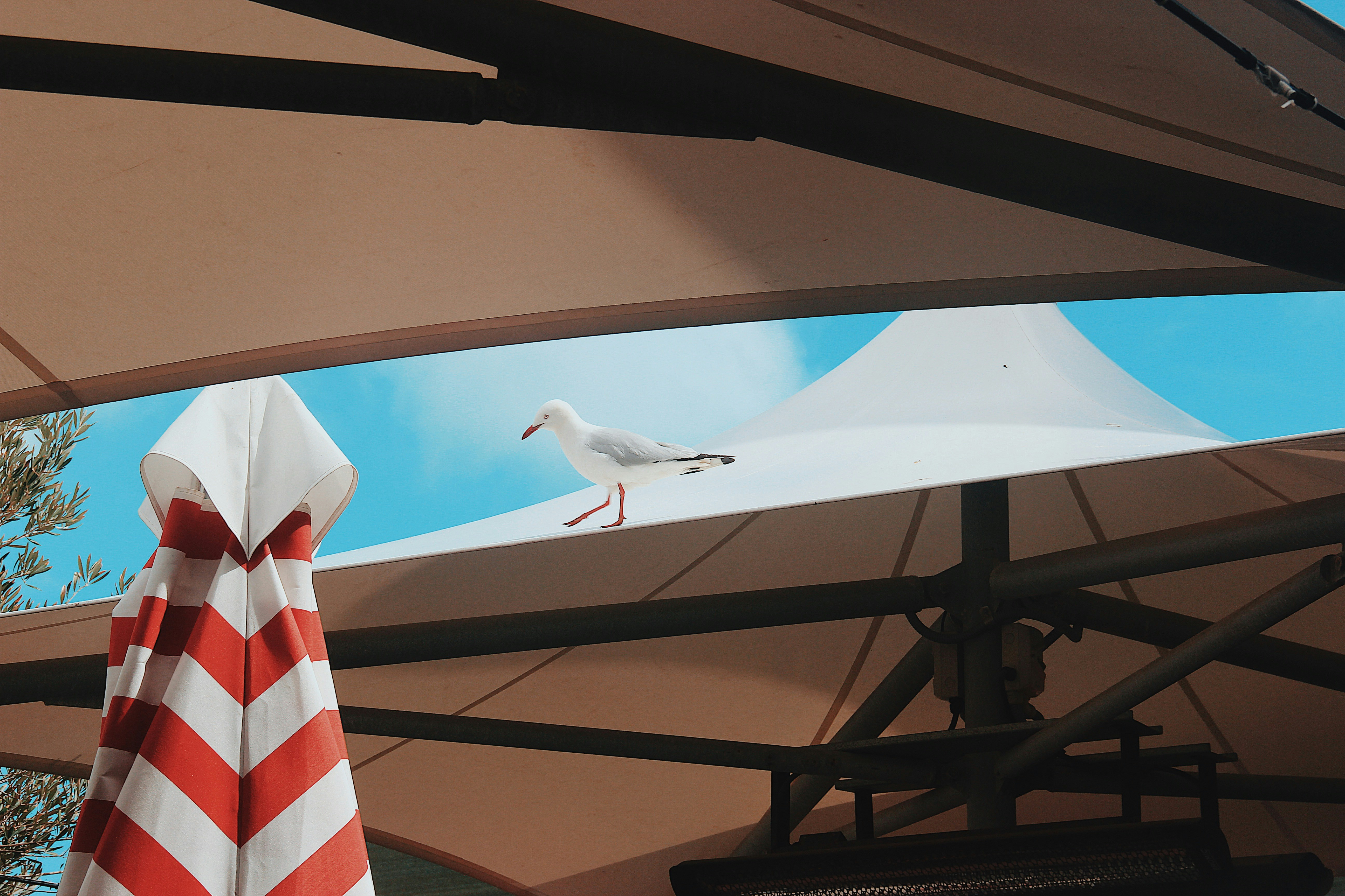 A seagull stands on the edge of a canopy, framed by vibrant blue skies and the bold colors of a striped umbrella. The composition highlights the contrast between nature and man-made structures.