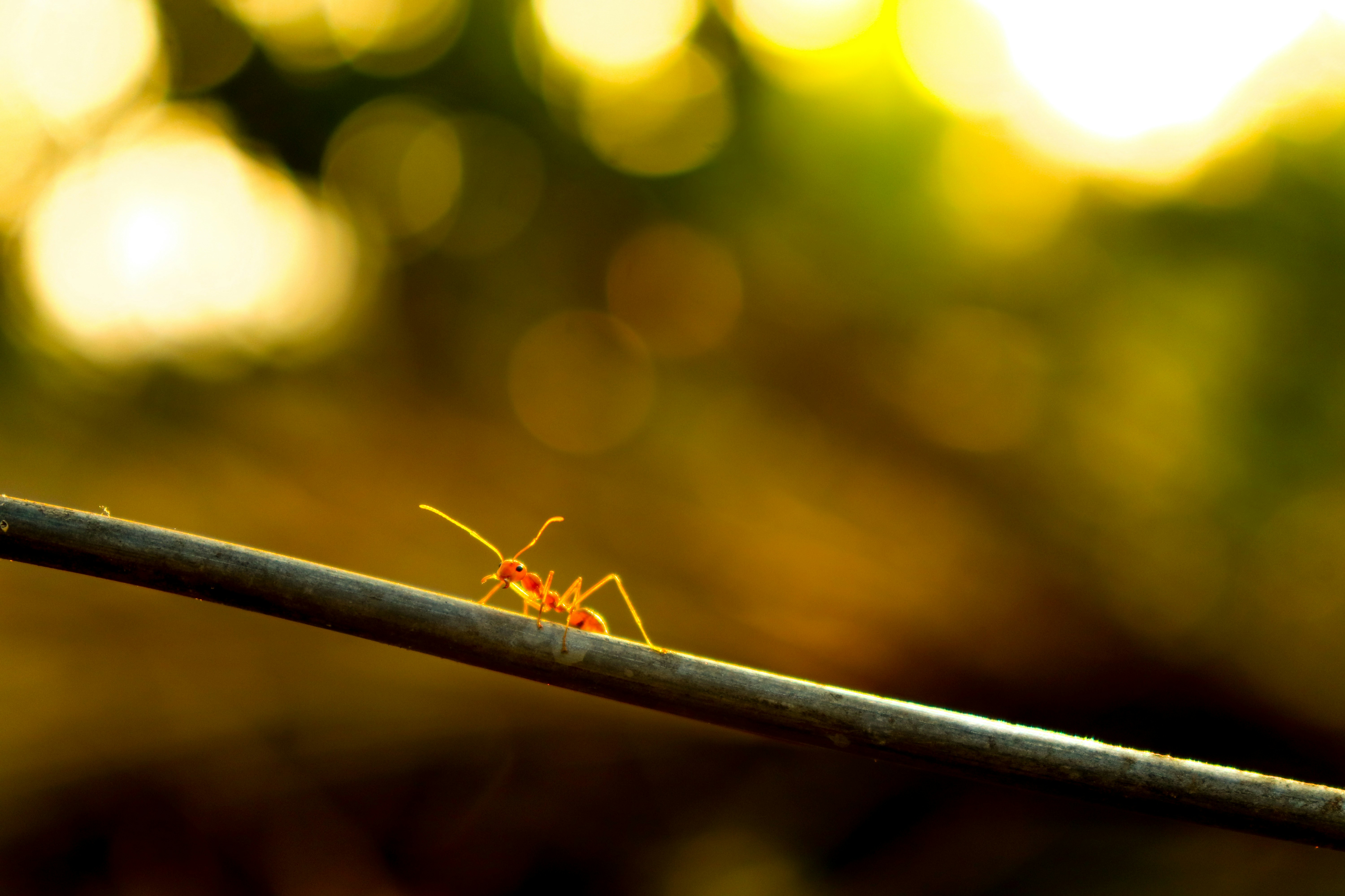 Close-up photography of red fire ant photo – Free Evening Image on Unsplash