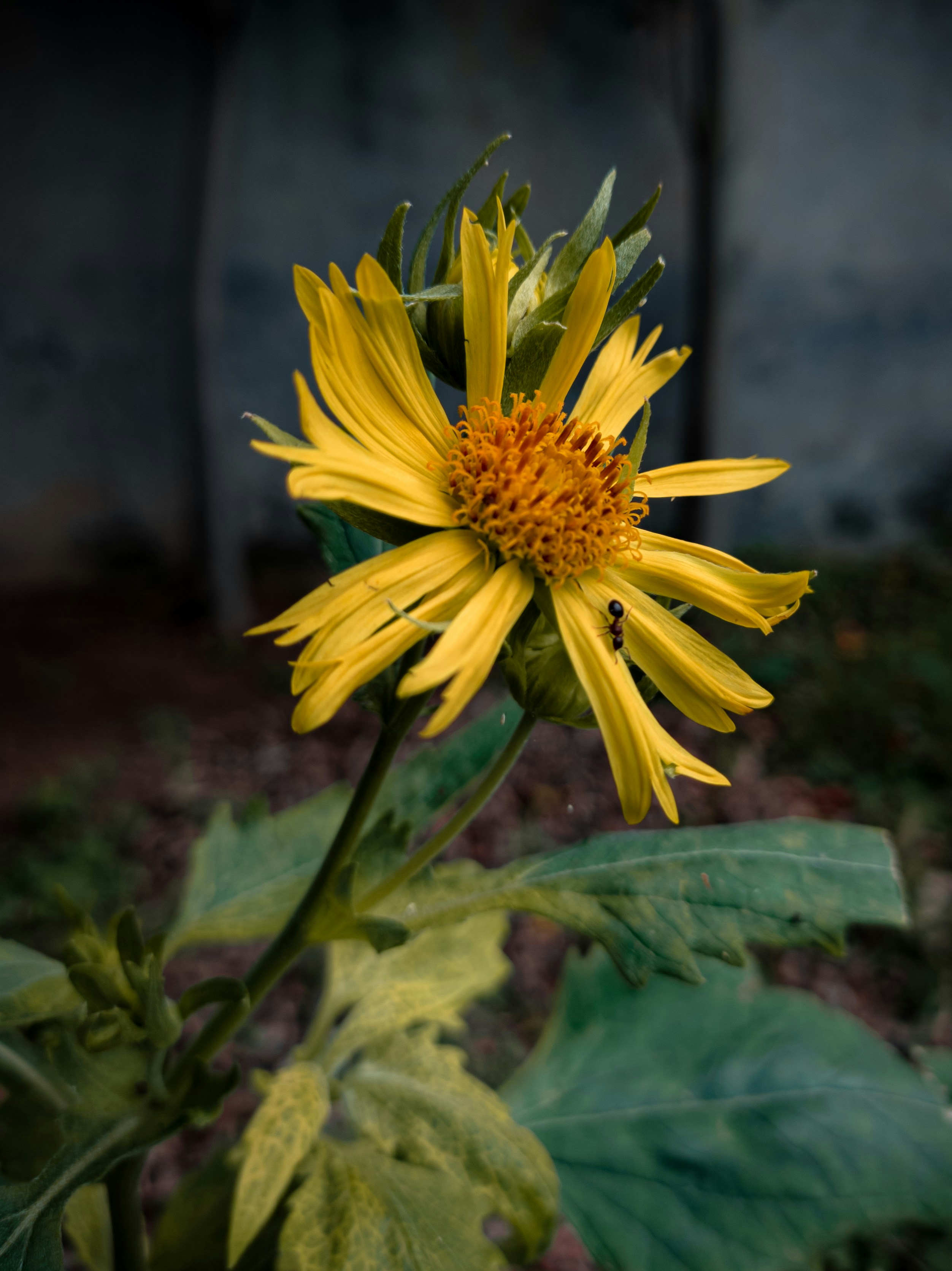Golden Bloom in Focus: A Sunflower Face Against a Dusk Backdrop