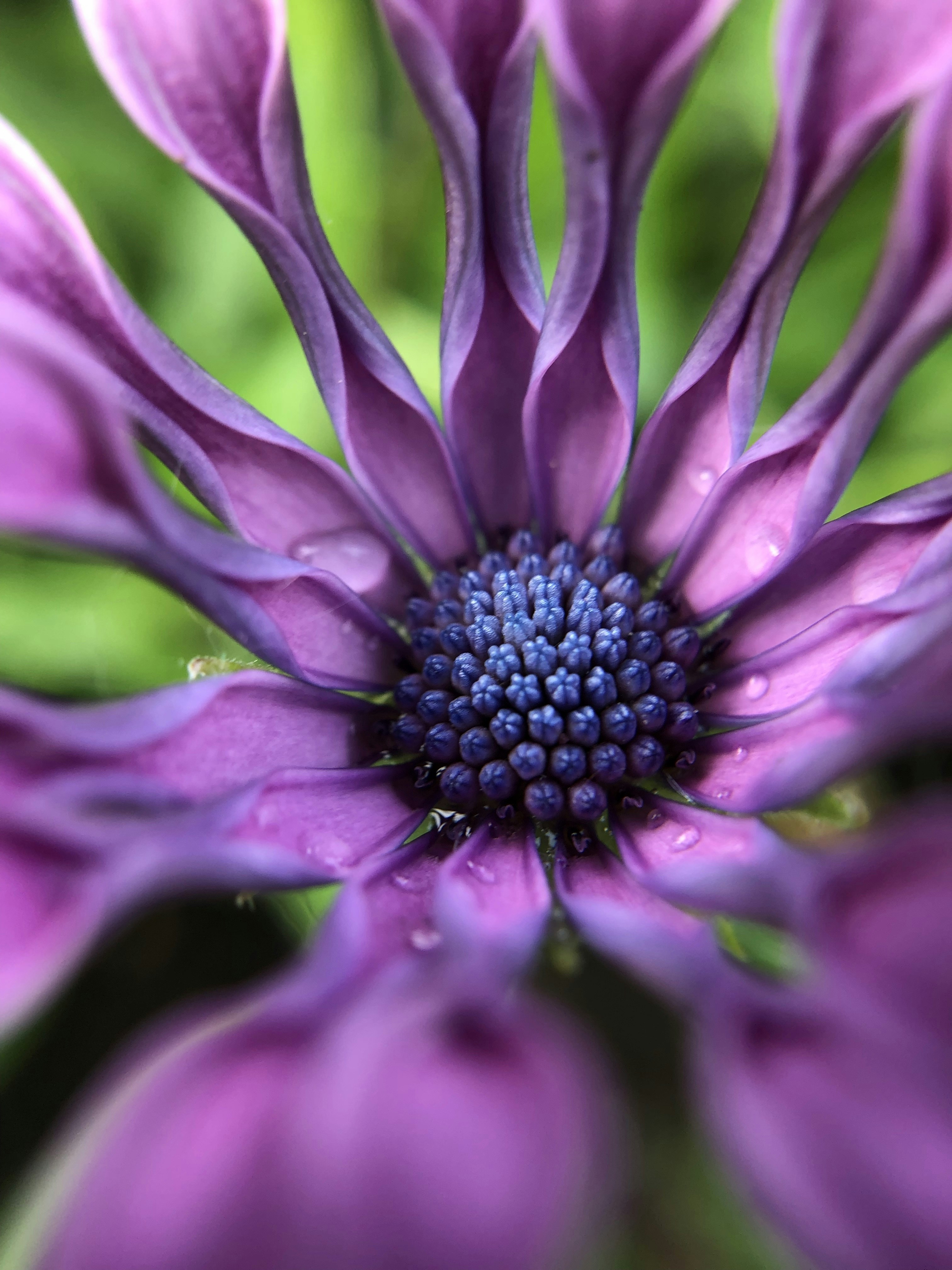 Purple multi-petaled flower photo – Free Plant Image on Unsplash