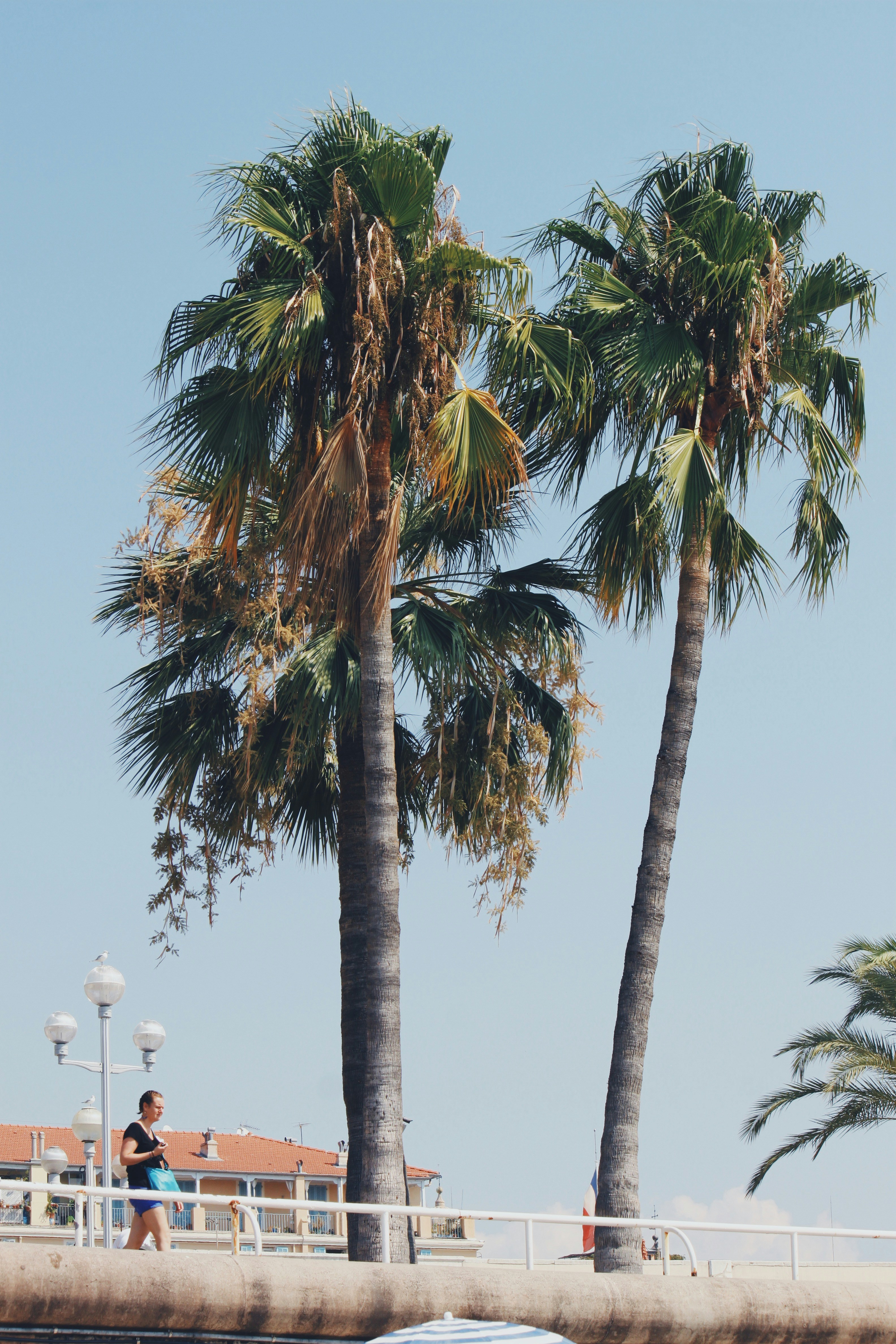Man standing beside coconut palm trees photo – Free Promenade des ...