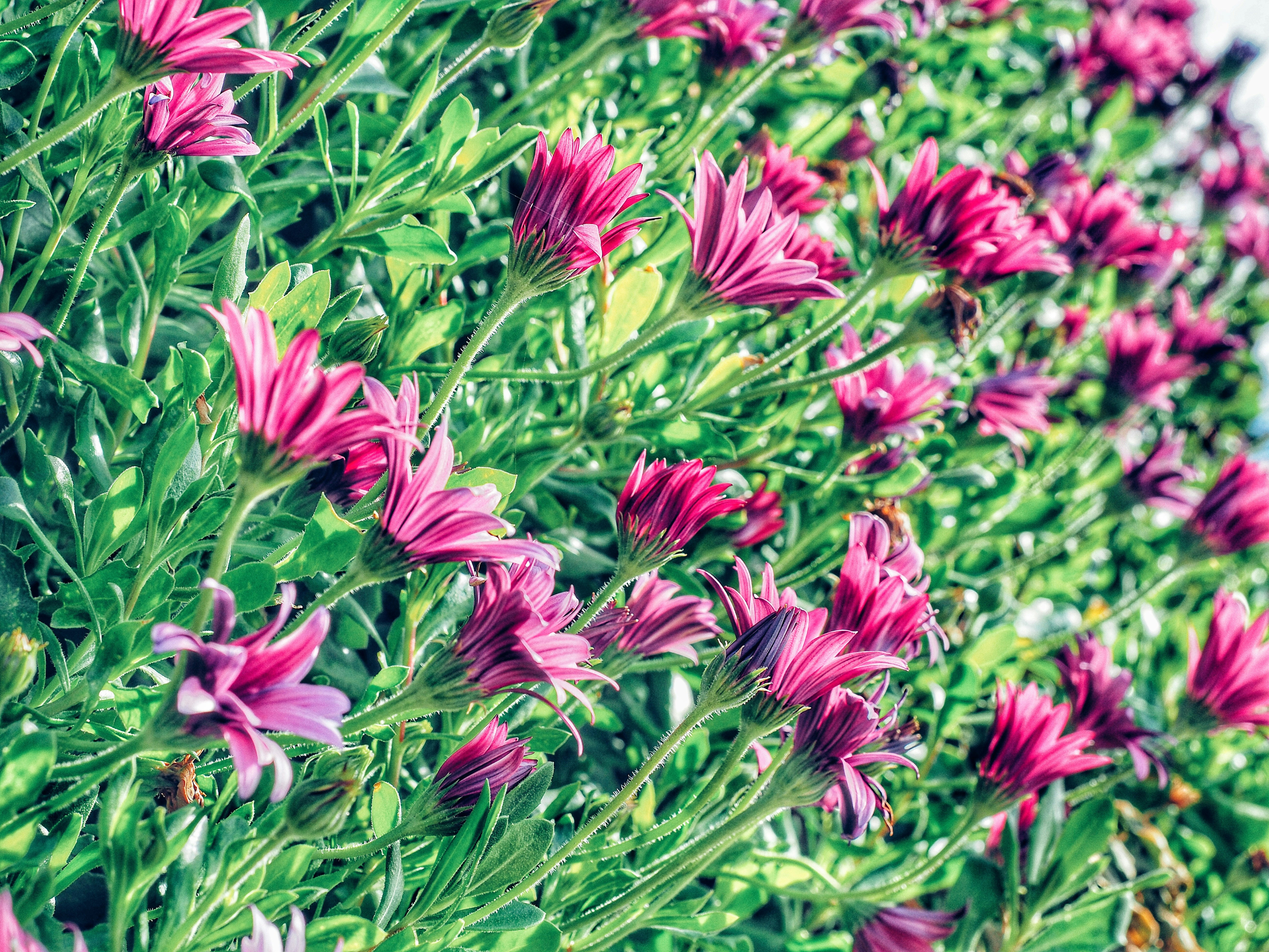 Crimson Petals Framing a Sea of Green
