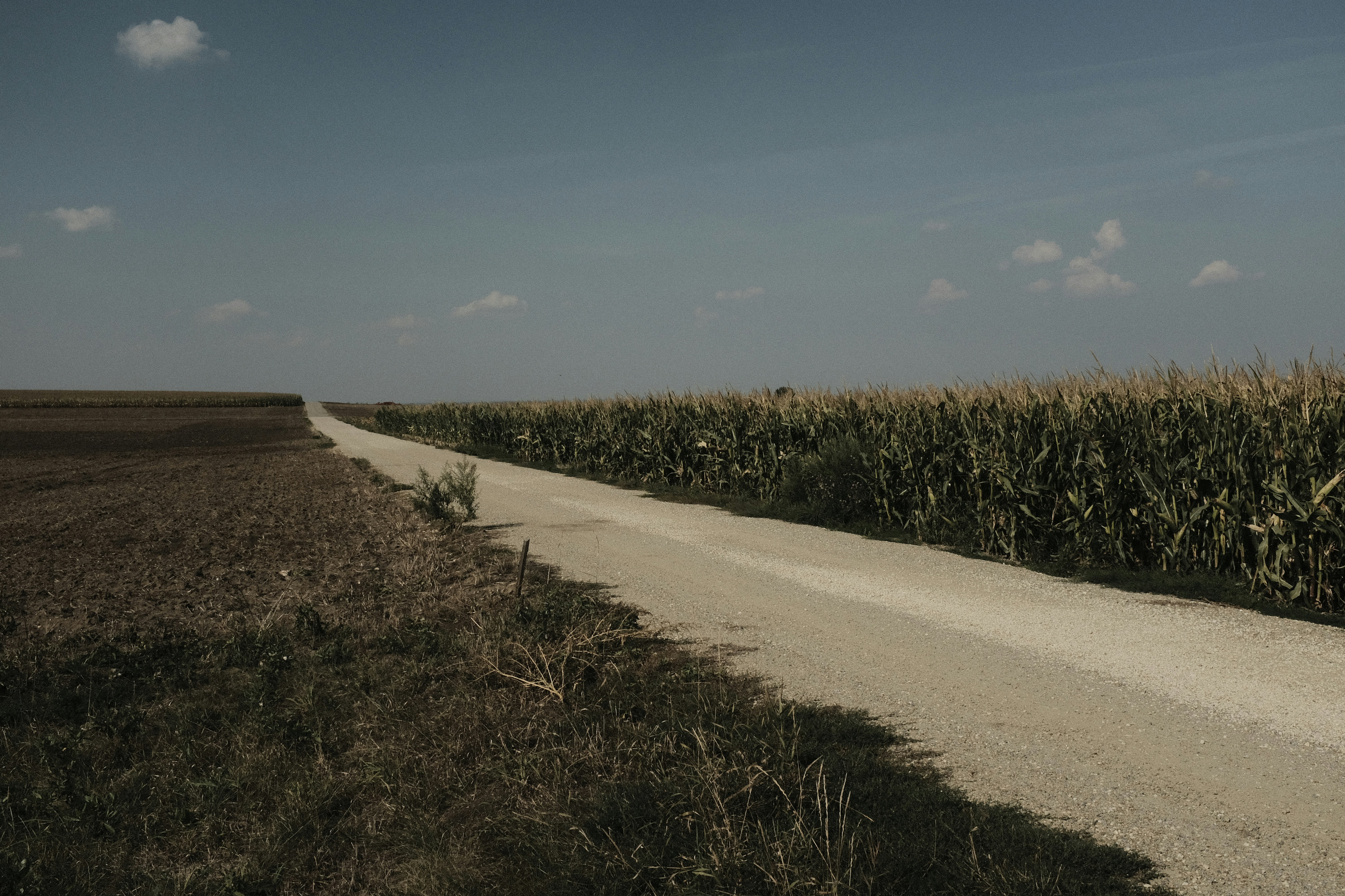 Empty road between corn field photo – Free Nature Image on Unsplash