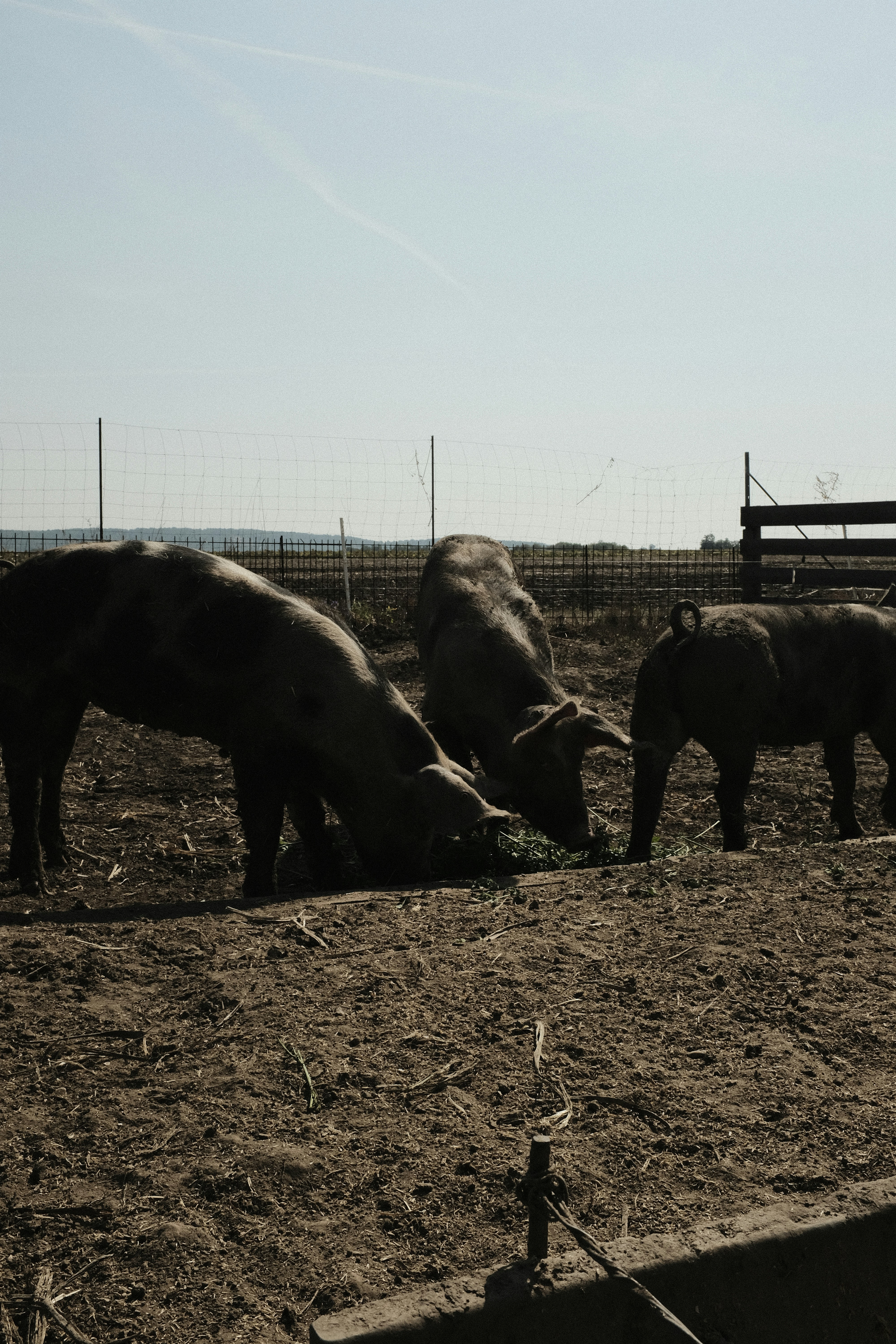 Feeding Time at the Fenced Yard: Pigs Beneath a Clear Farm Sky
