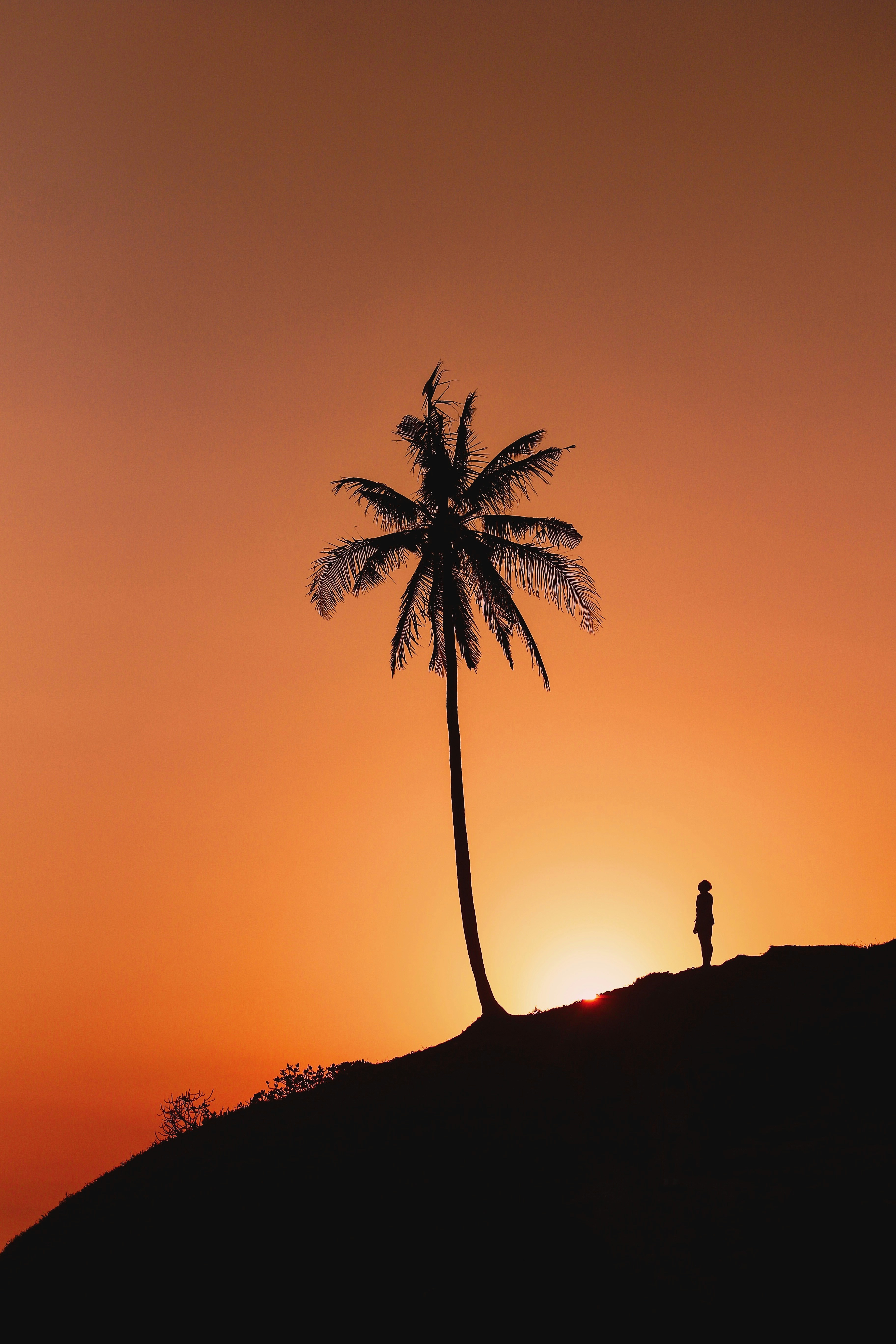 A person standing under a palm tree at sunset photo – Free Nature Image ...