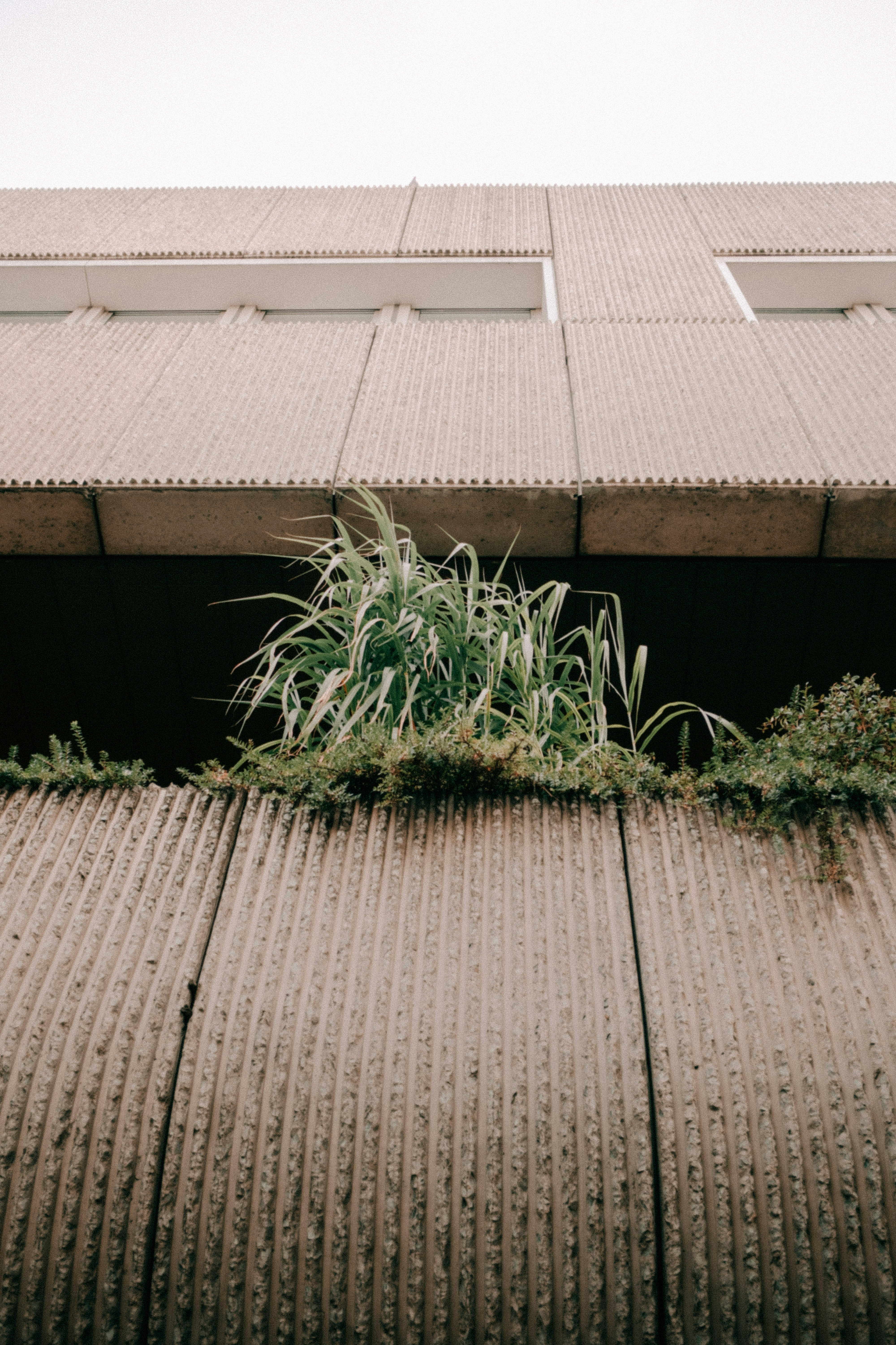 Concrete Facade Breathing: Weeds Between the Grooves