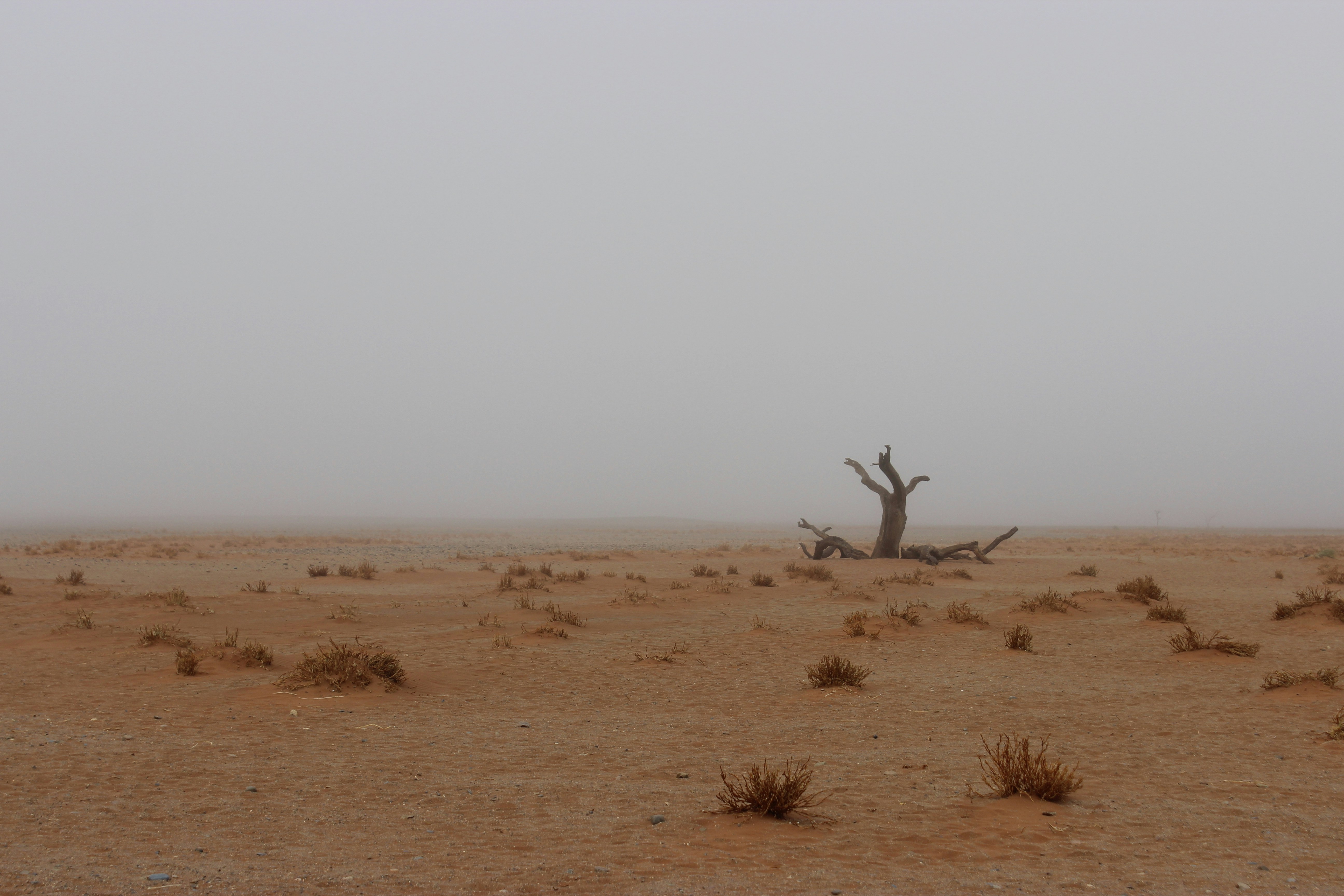 Desert Sentinel: The Bare Branch in Distant Silence