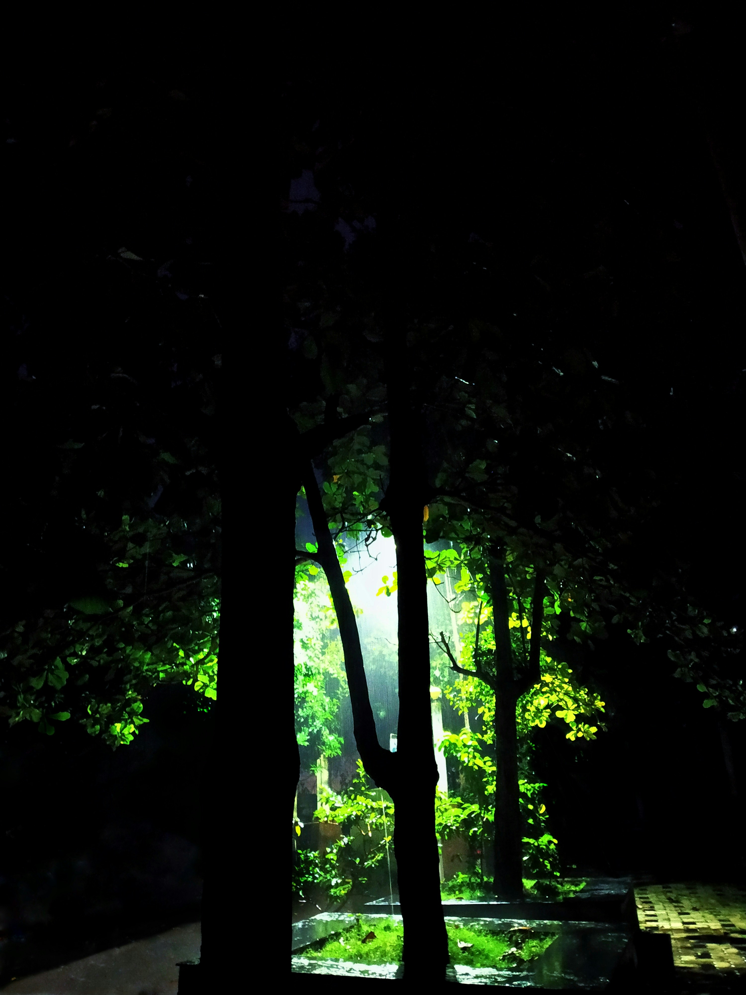 A serene night scene illuminated by a soft green light filtering through trees, creating an enchanting atmosphere.