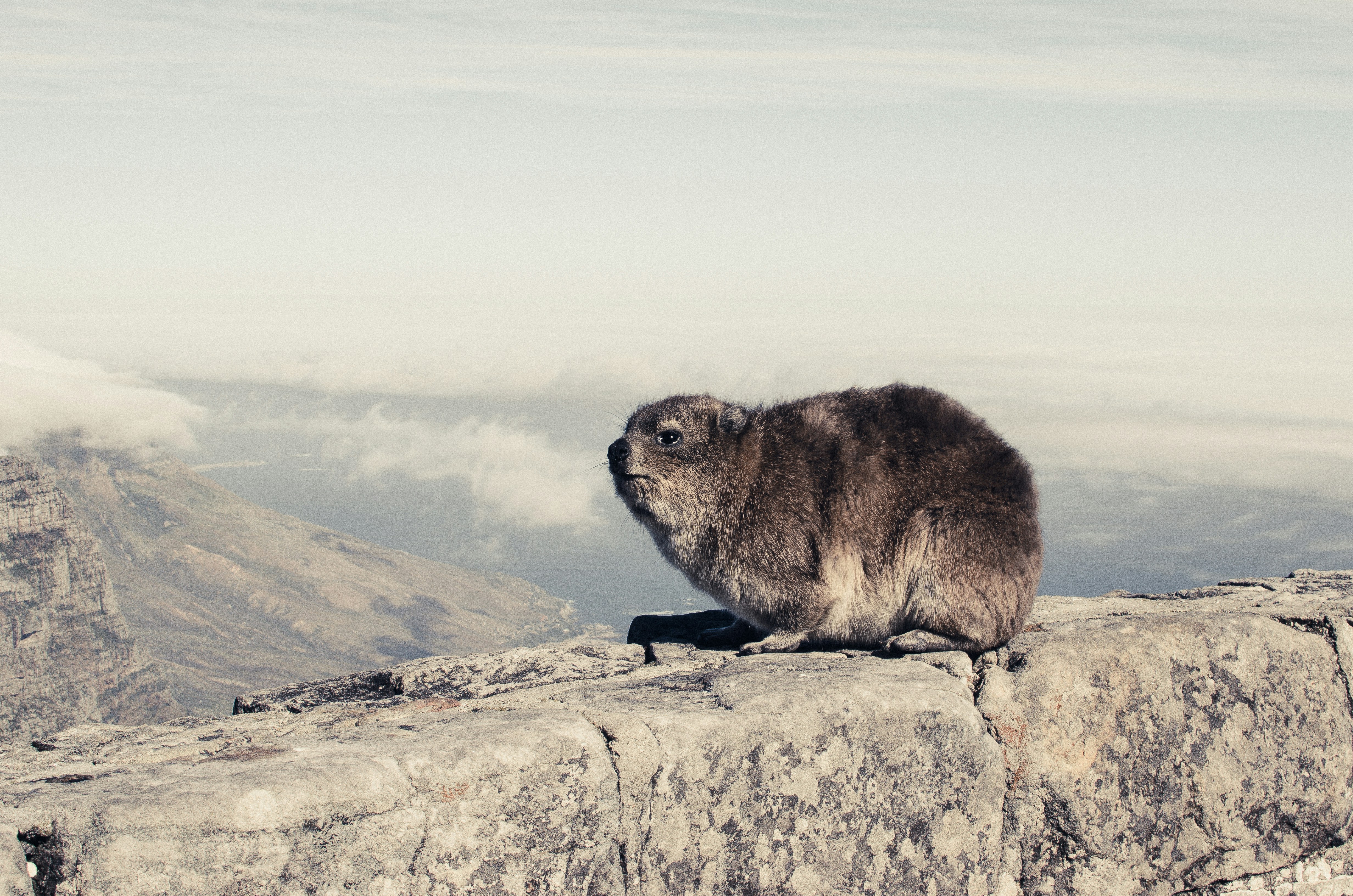 Granite Sentinel at the Edge: Alpine Marmot on a Windswept Ledge
