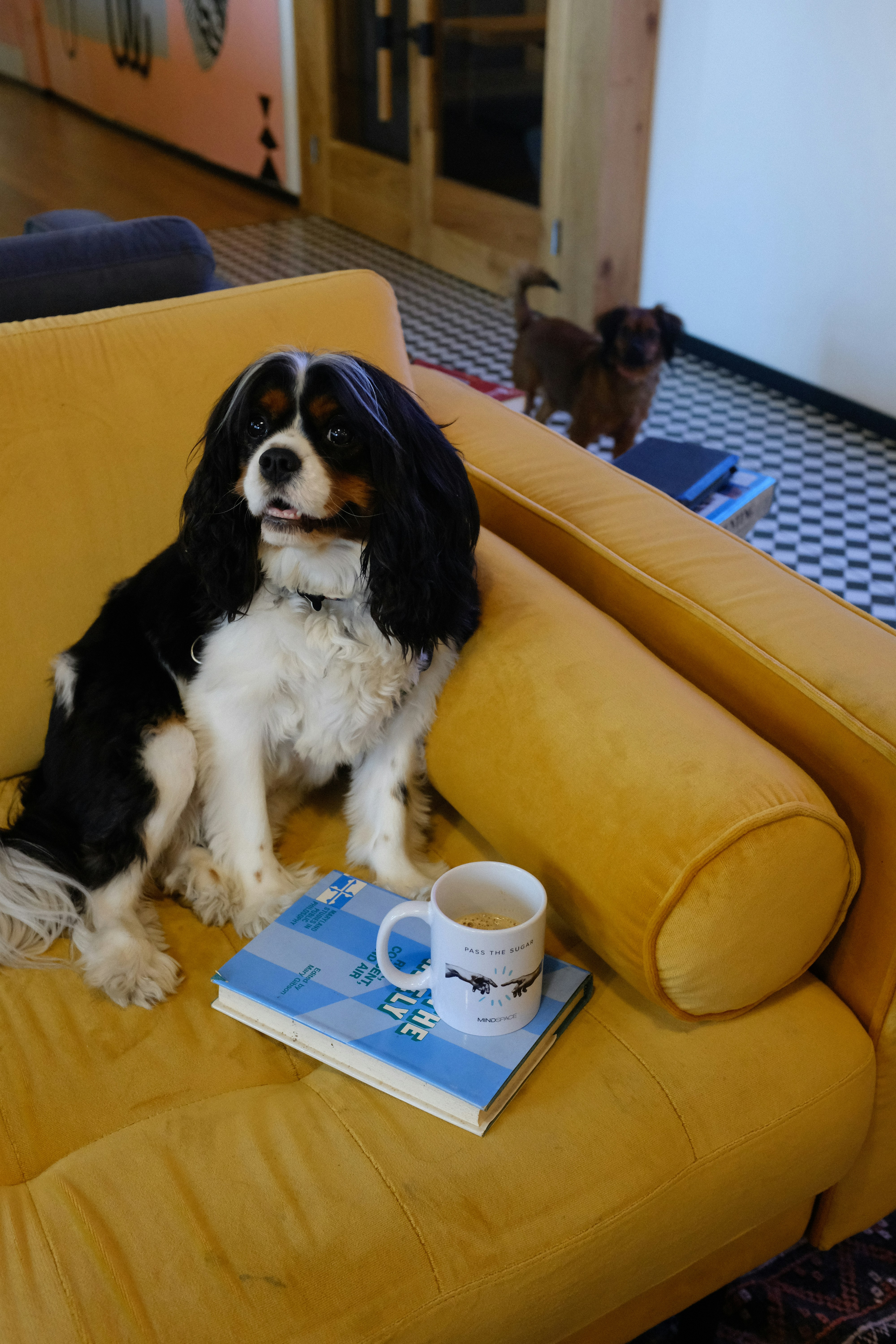 Mustard Sofa Moment: Cavalier with Coffee and a Curious Guest