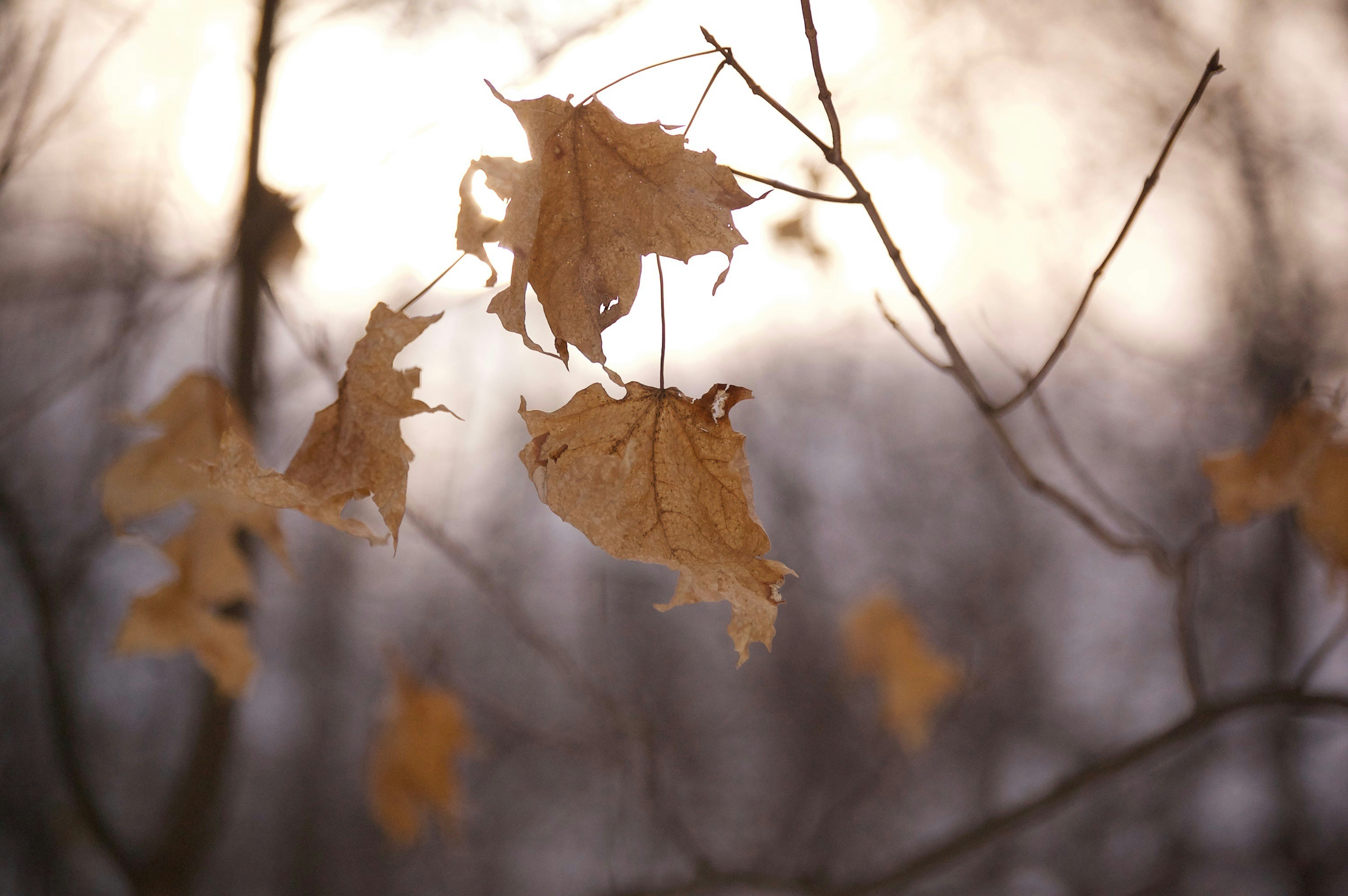 Dry leaves clinging to bare branches against a soft, blurred background.
