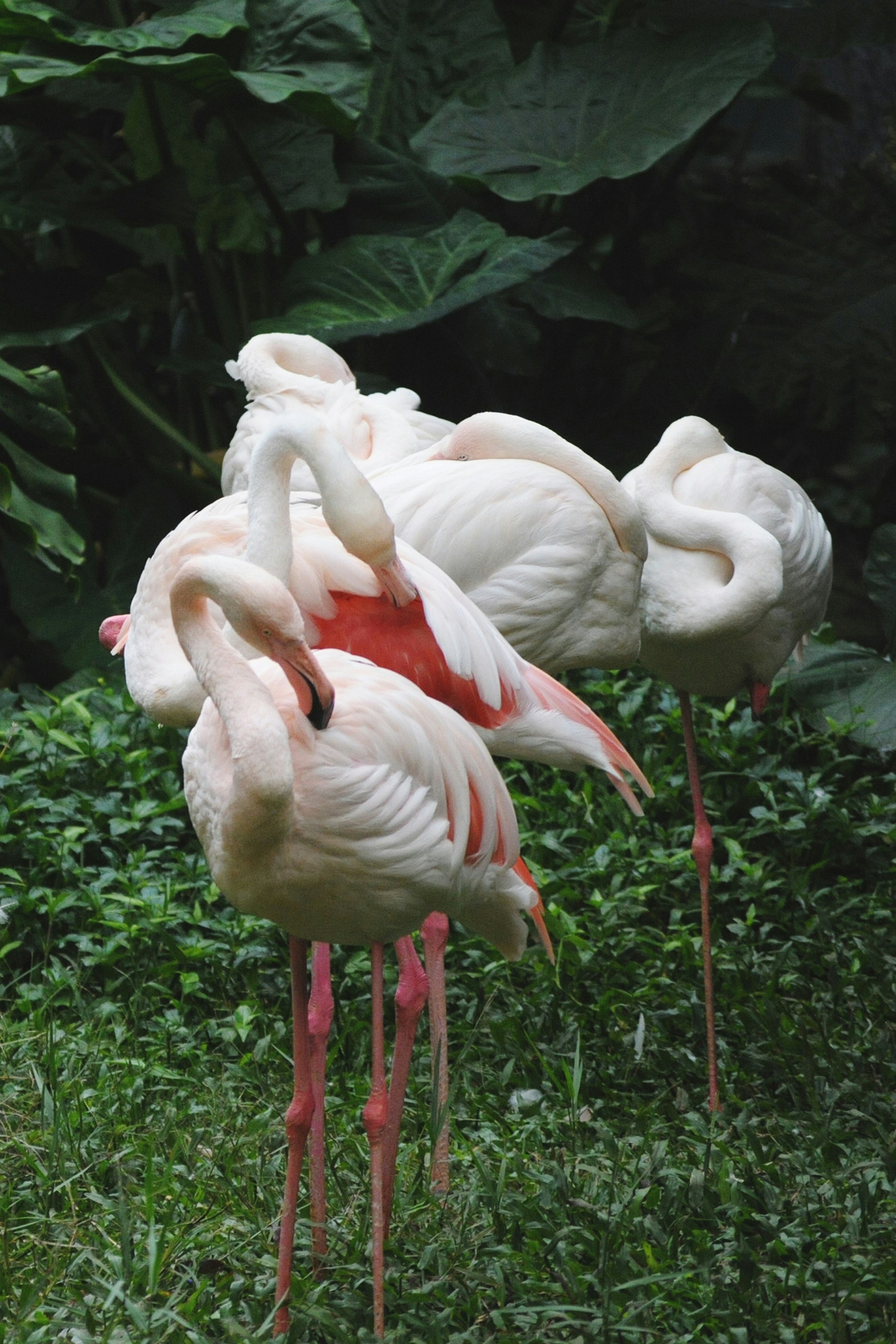 750+ Pink Flamingo Pictures [HD] | Download Free Images on Unsplash