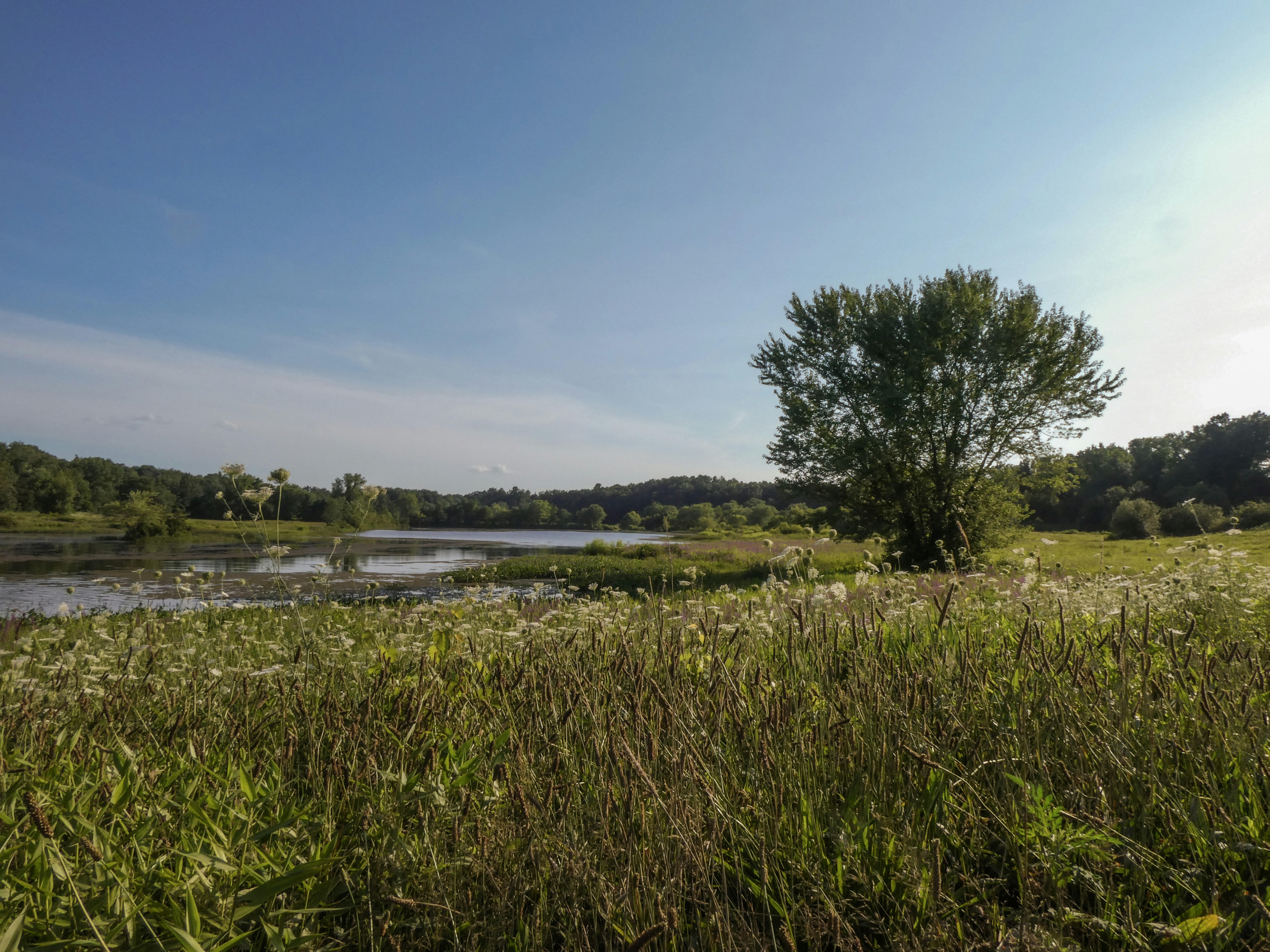 Green tree near body of water during daytime photo – Free Grass Image ...