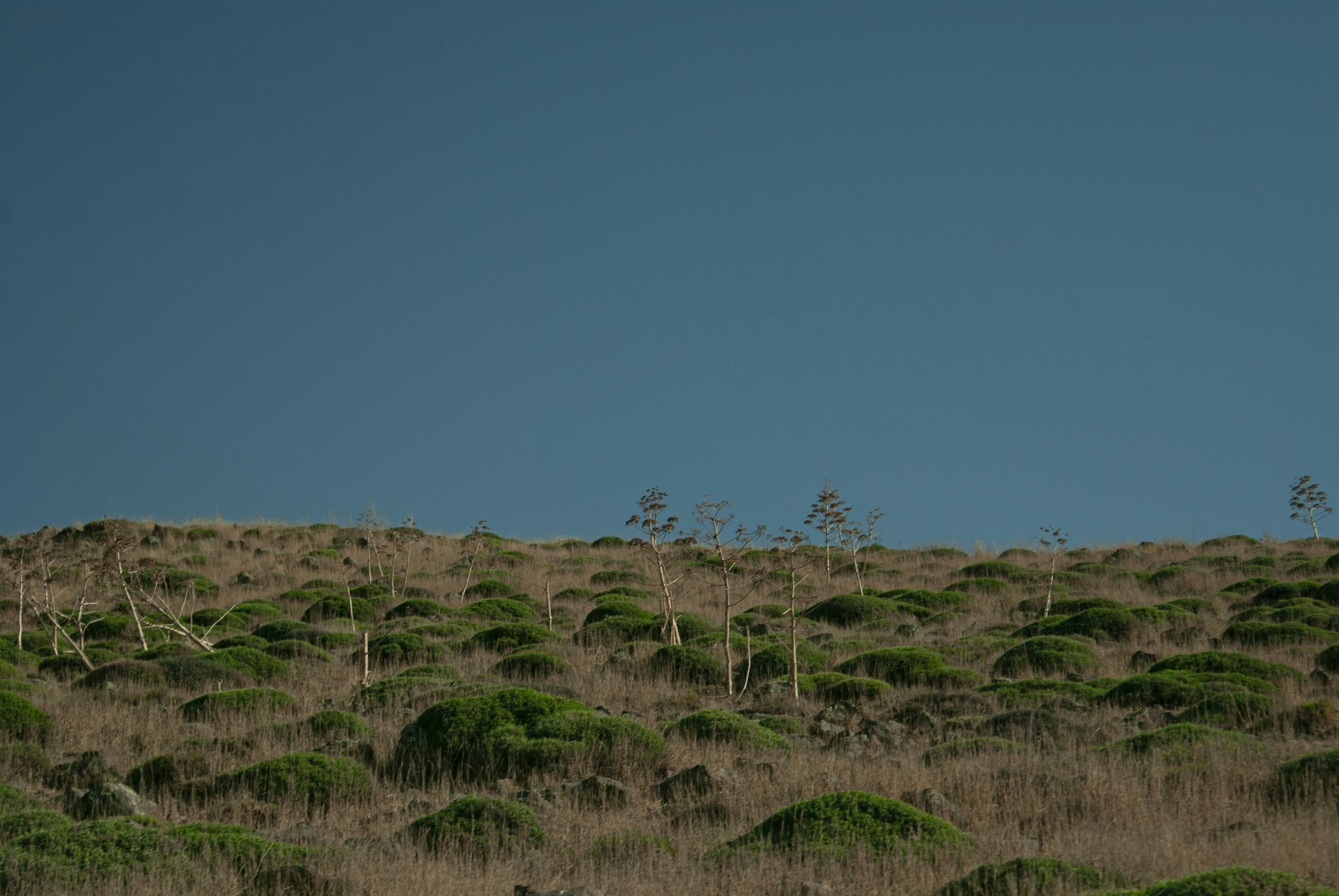Vibrant green mounds covered in moss dotting a hillside, contrasted against a clear blue sky.