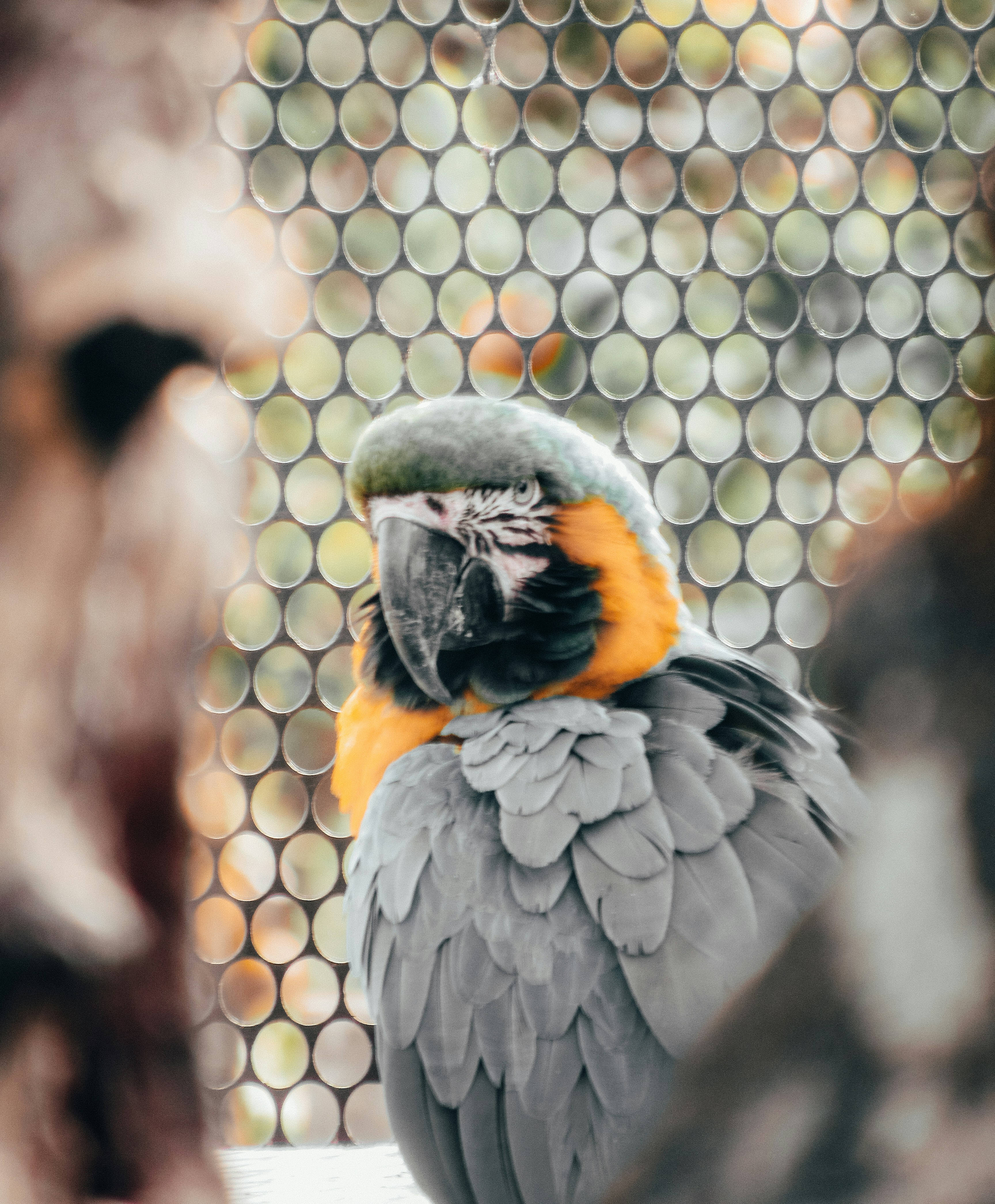 Macaw Behind a Beaded Curtain: A Portrait in Circular Bokeh