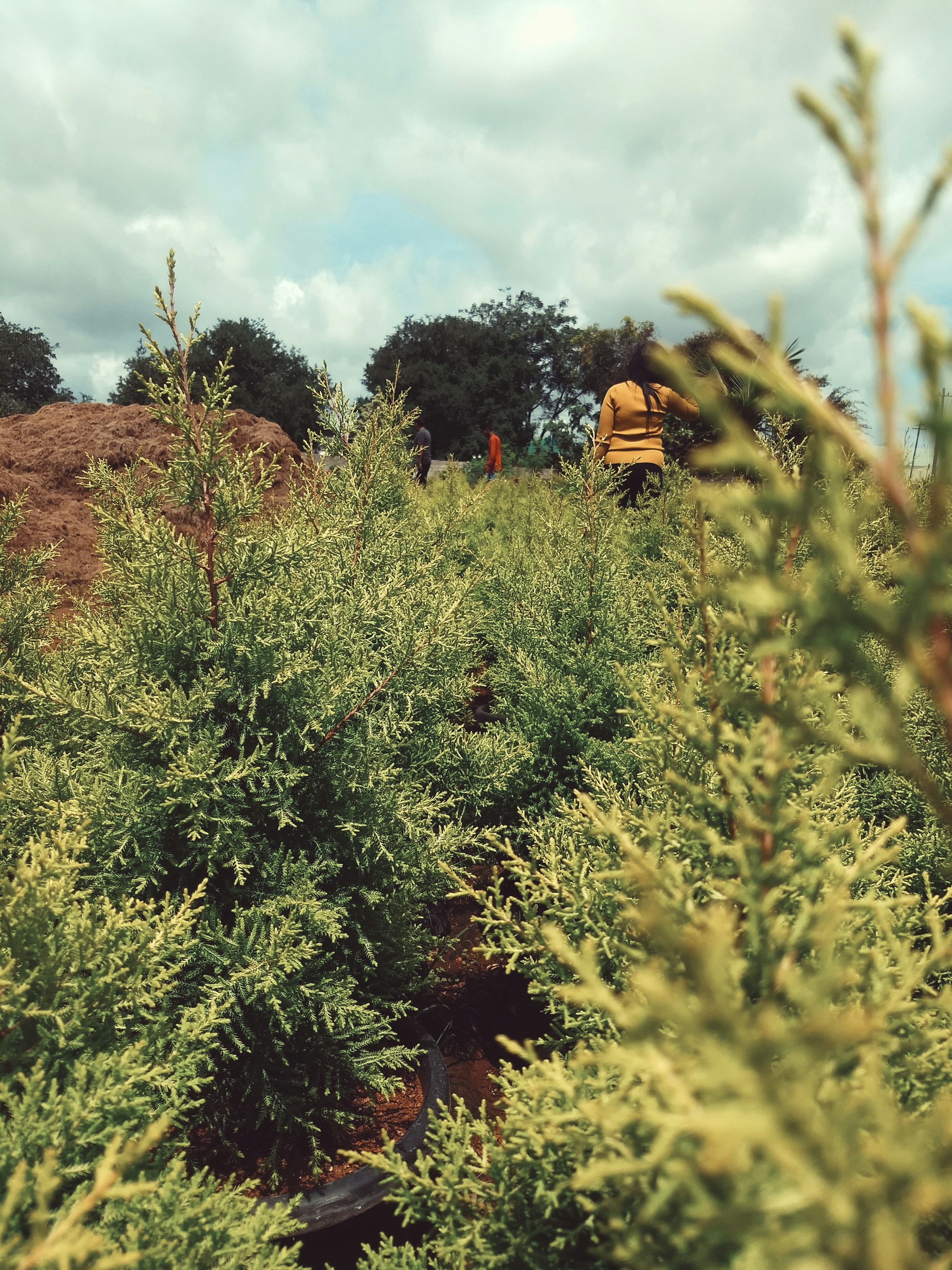Lush green plants stretch towards the sky in a nursery, with figures tending to the flora in the background. A serene moment of growth and care.