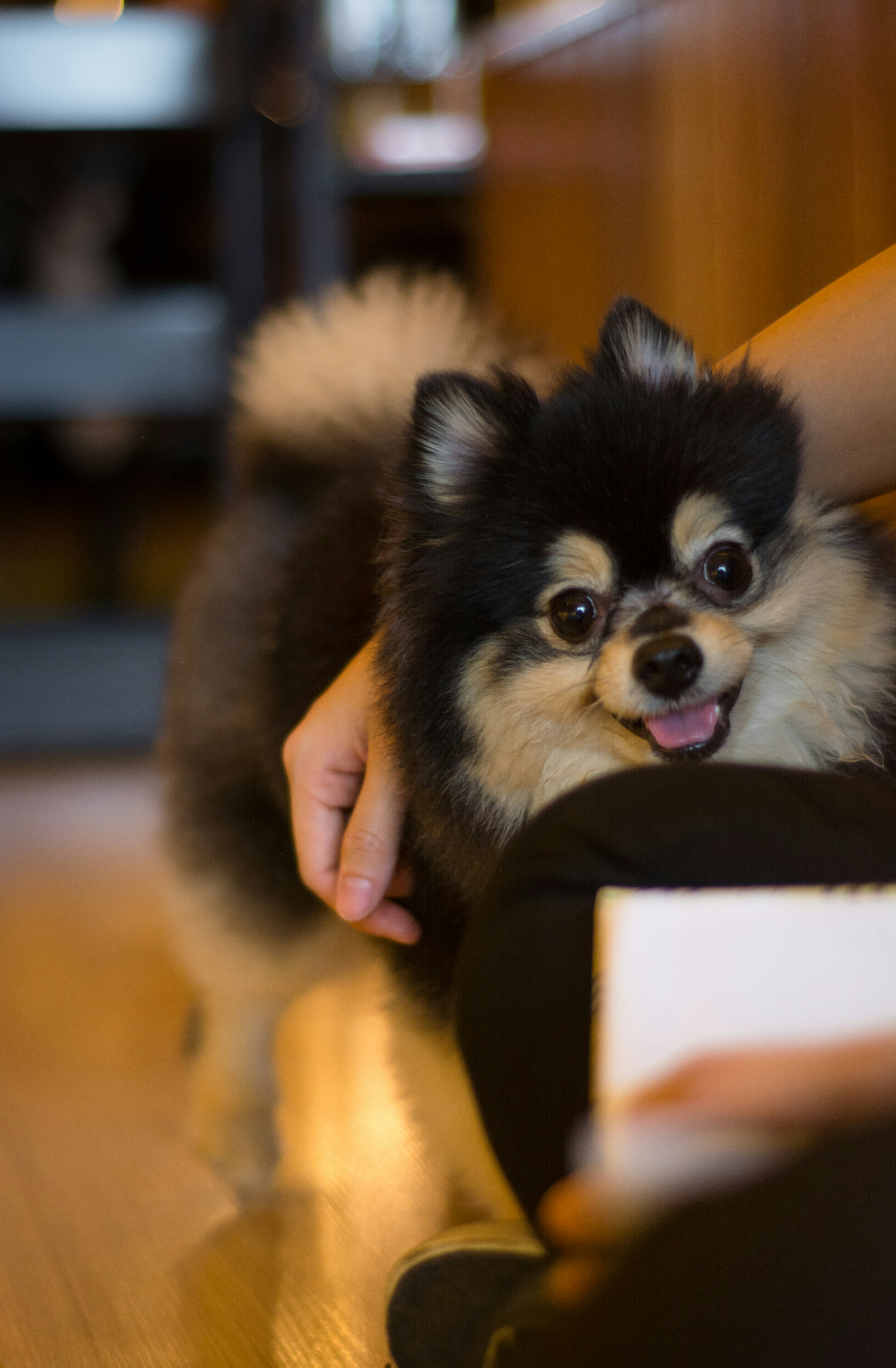 Curious Paws: A Puppy’s Gentle Greeting at Floor Level