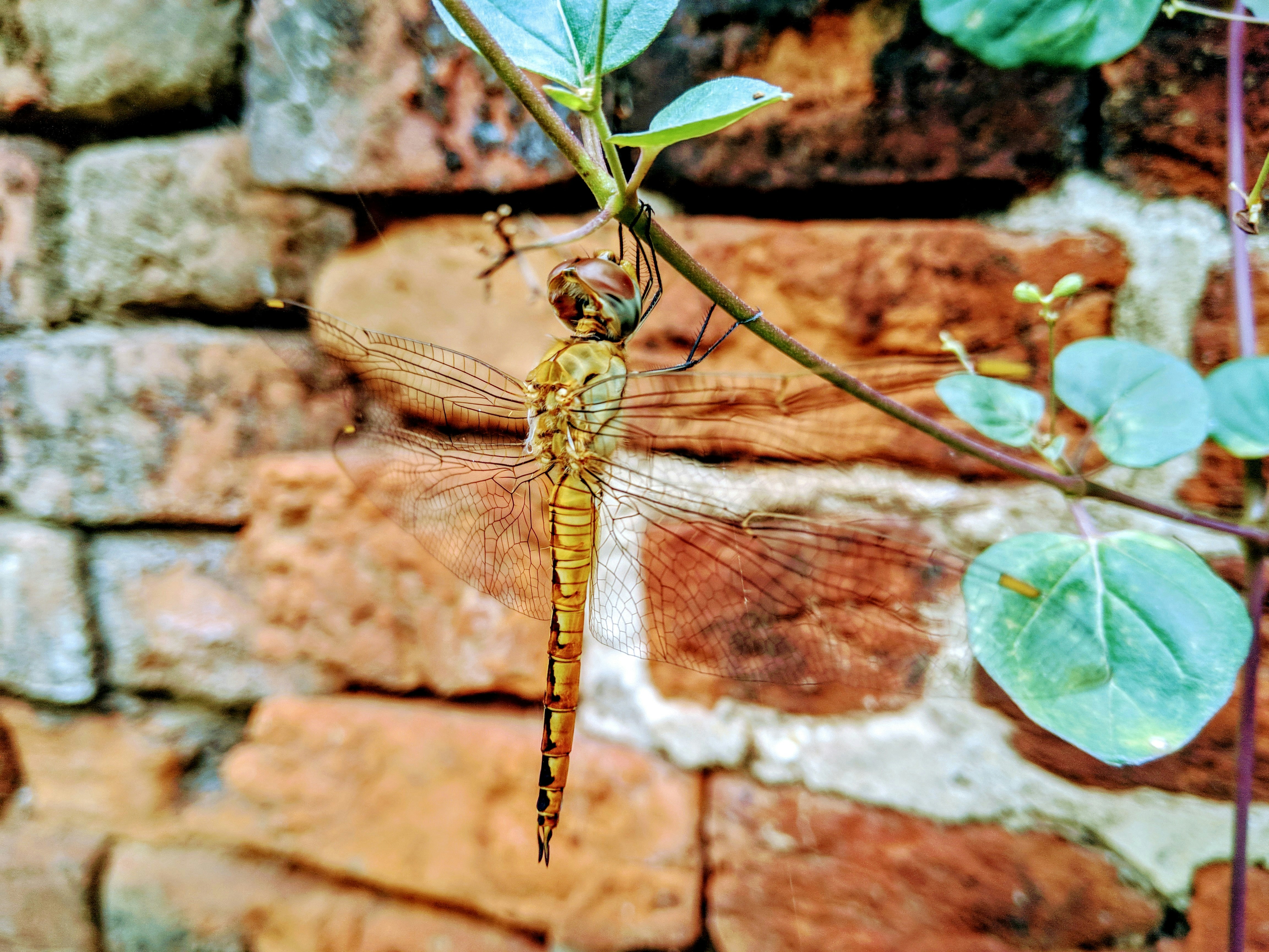 Amber dragonfly perched on a slender twig against a weathered brick wall. Close-up photograph highlighting the amber tones and delicate wings.