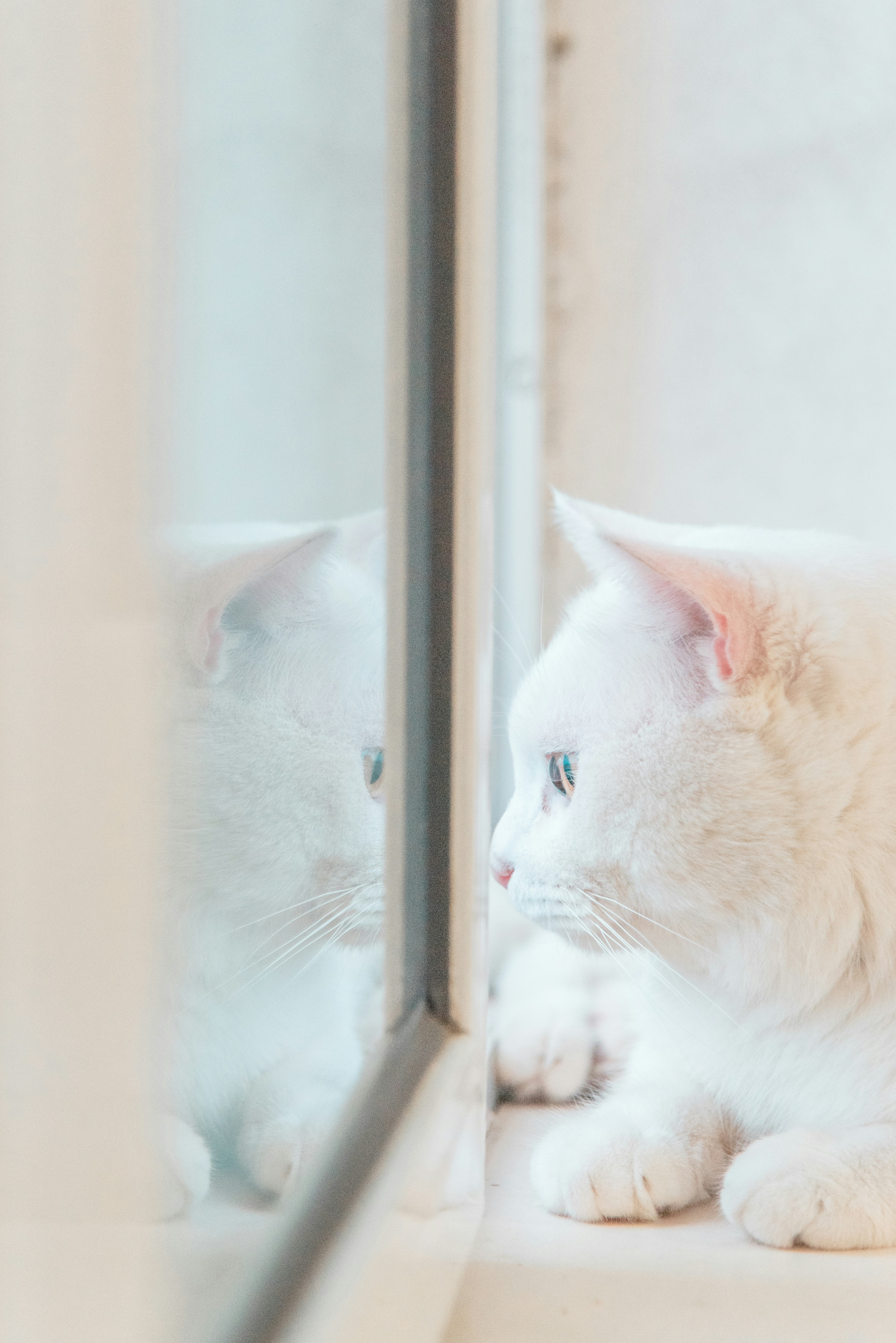 White cat beside window photo – Free Green Image on Unsplash
