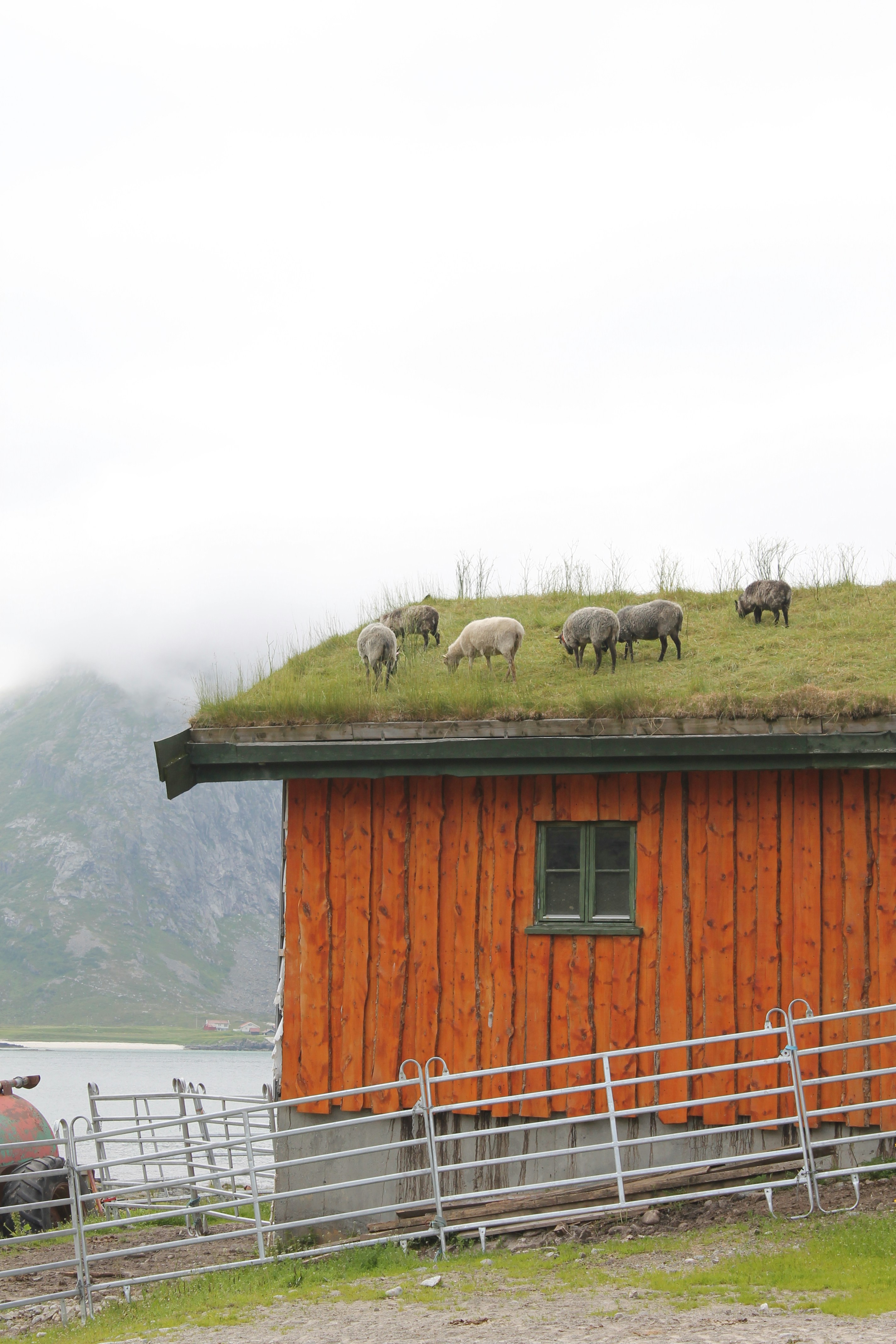 brown and green house