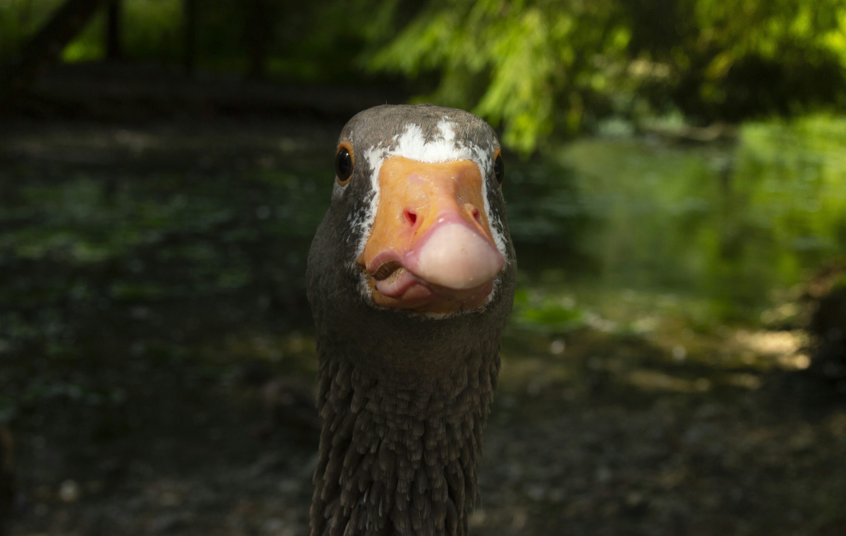 Close-up of a goose with a quizzical expression, set against a blurred natural background of greenery and water.