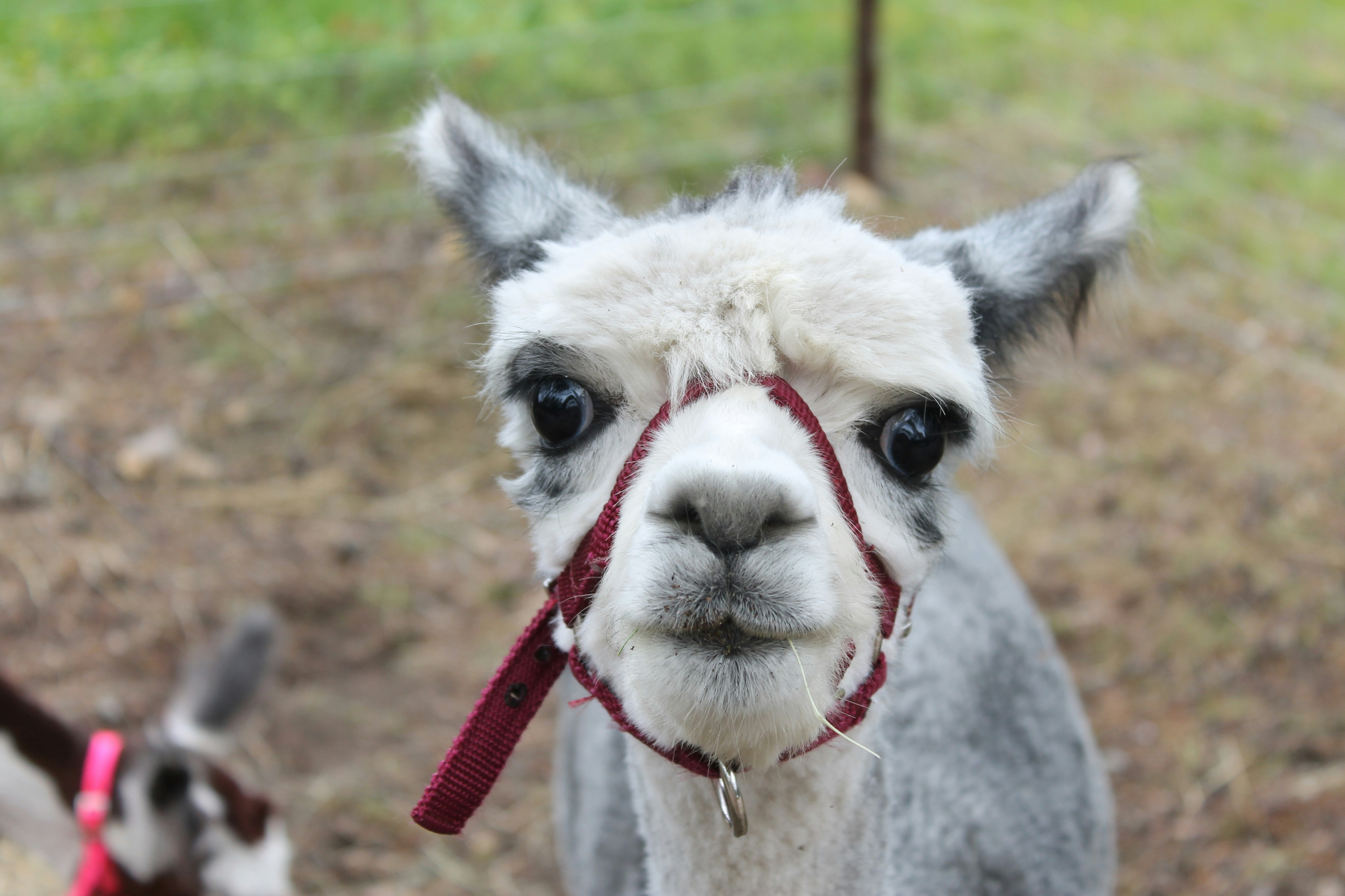 White and gray camel photo – Free Grey Image on Unsplash