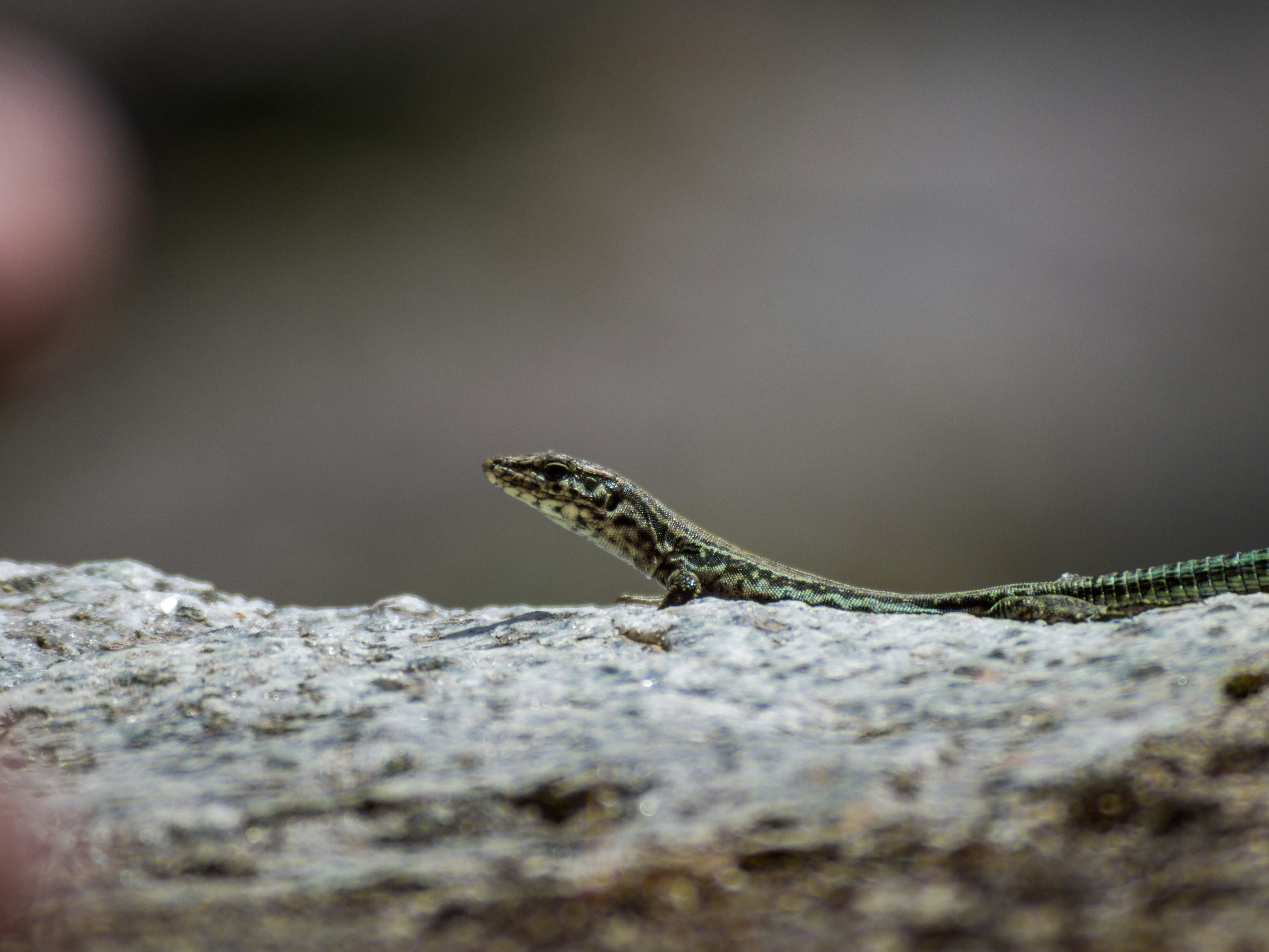 A lizard poised on a rocky surface, surveying its surroundings with keen interest.