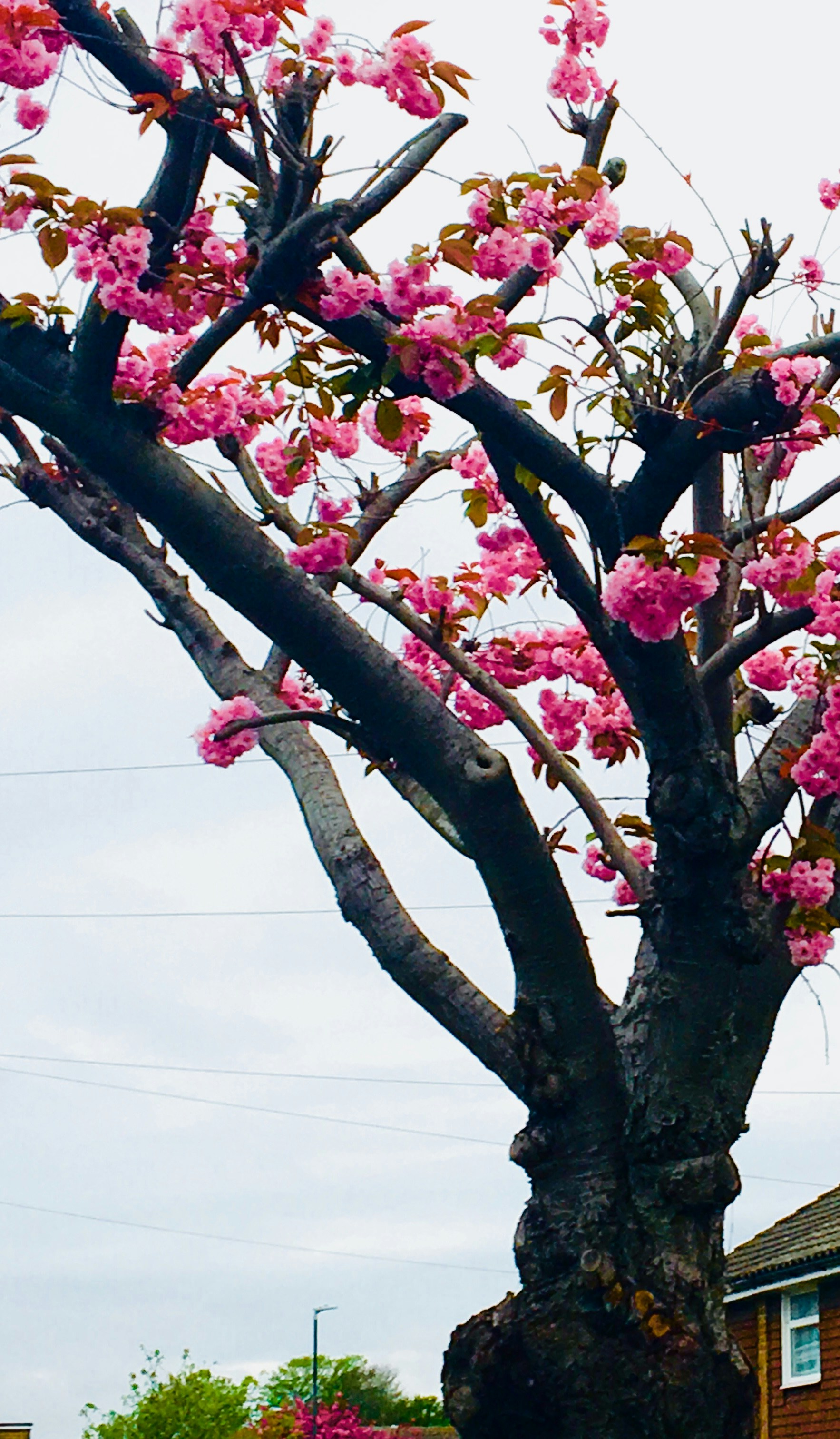Pink Bloom Surge on a Weathered Trunk Against a Pale Sky
