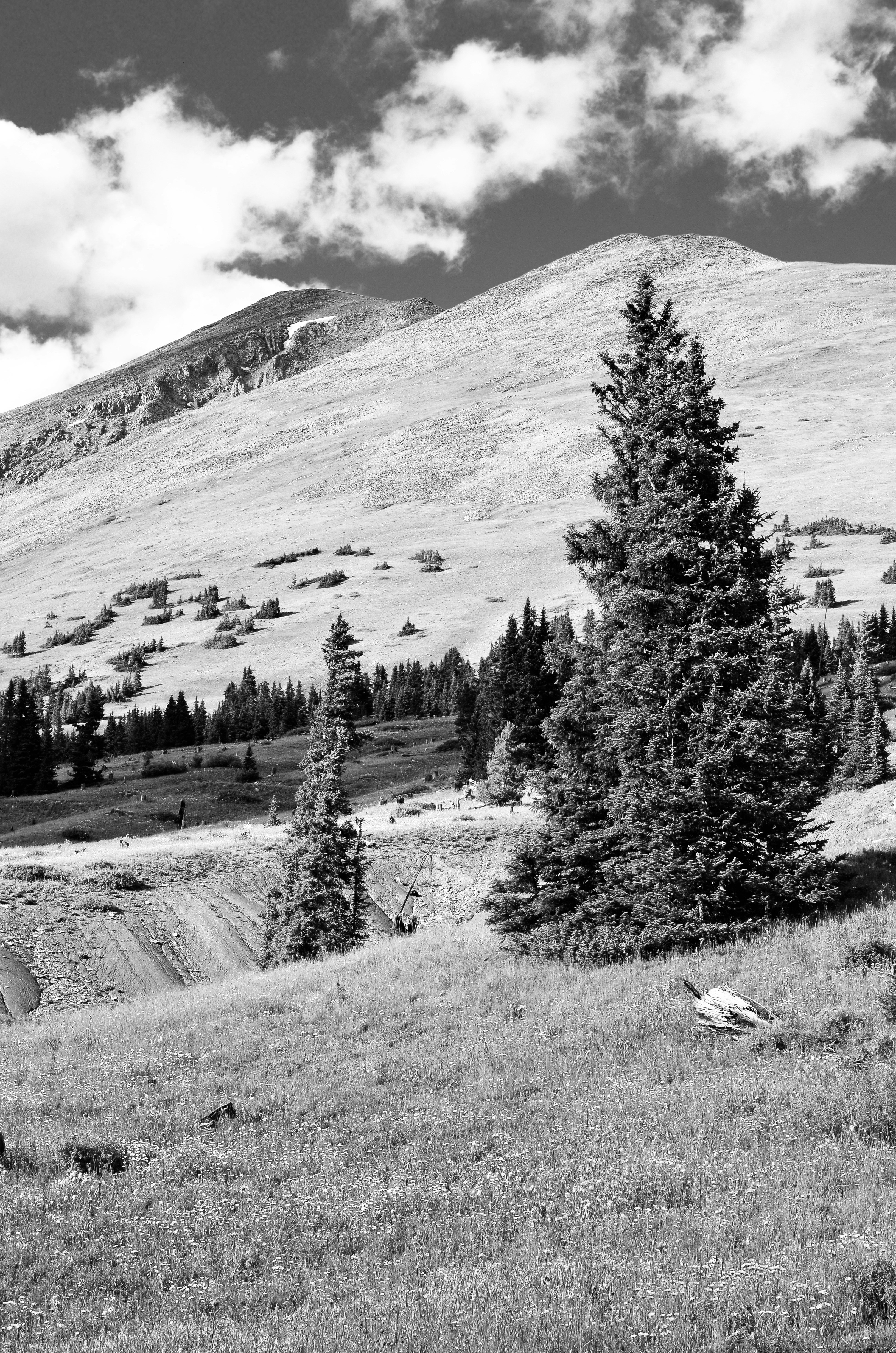 Lone Conifer Standing Against a Grassy Slope and Mountain