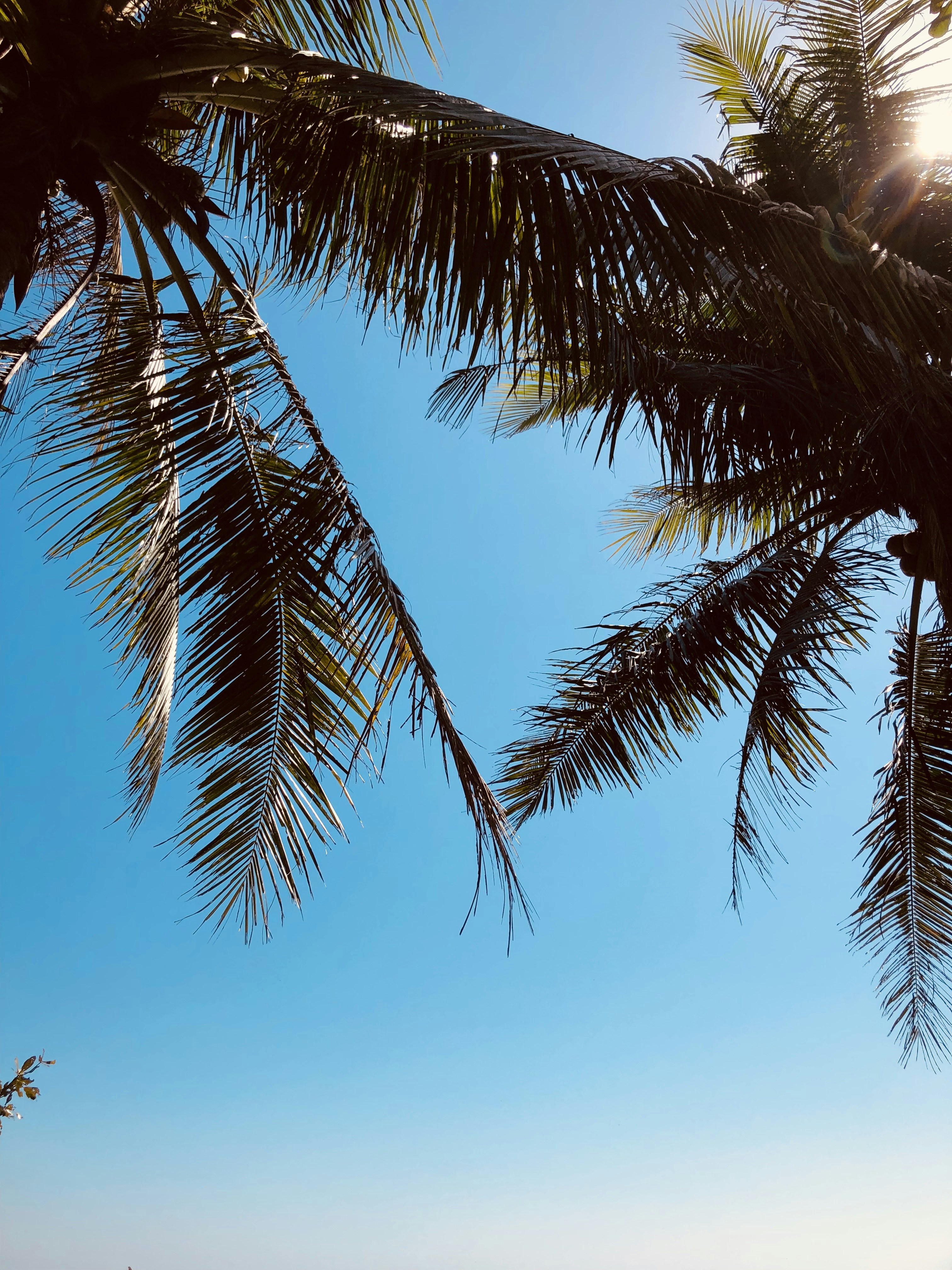 Palm fronds arching gracefully against a clear blue sky, capturing the essence of a sunlit tropical paradise.