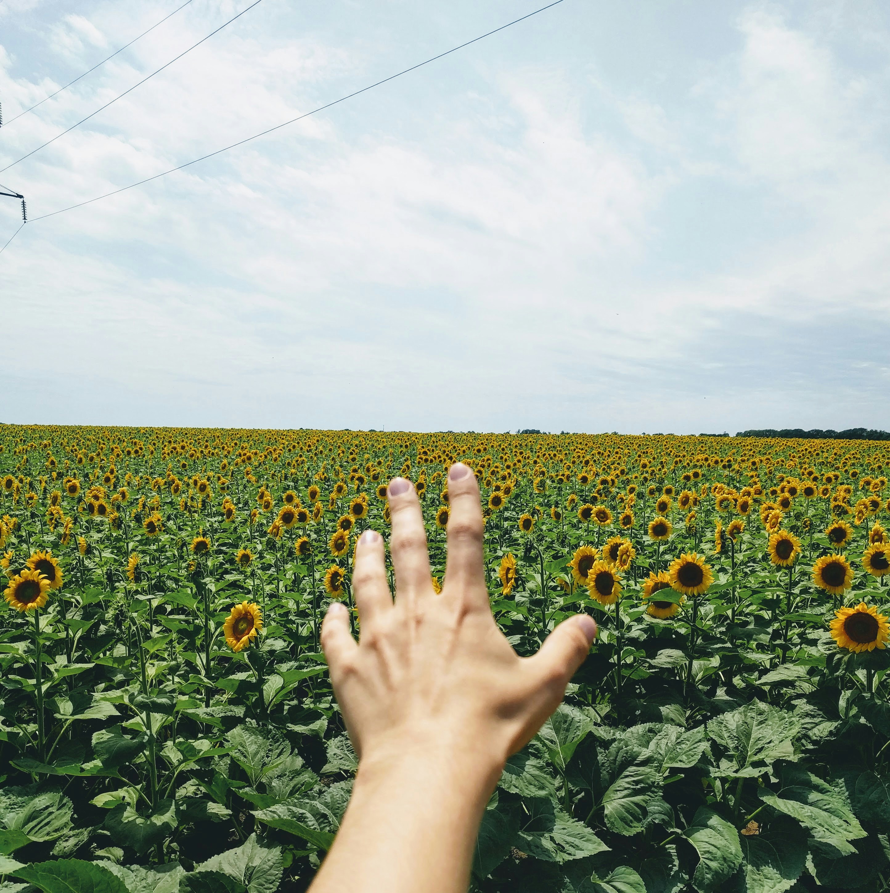A hand reaches toward the camera over a vast field of sunflowers beneath a bright blue sky, with the horizon visible in the distance.