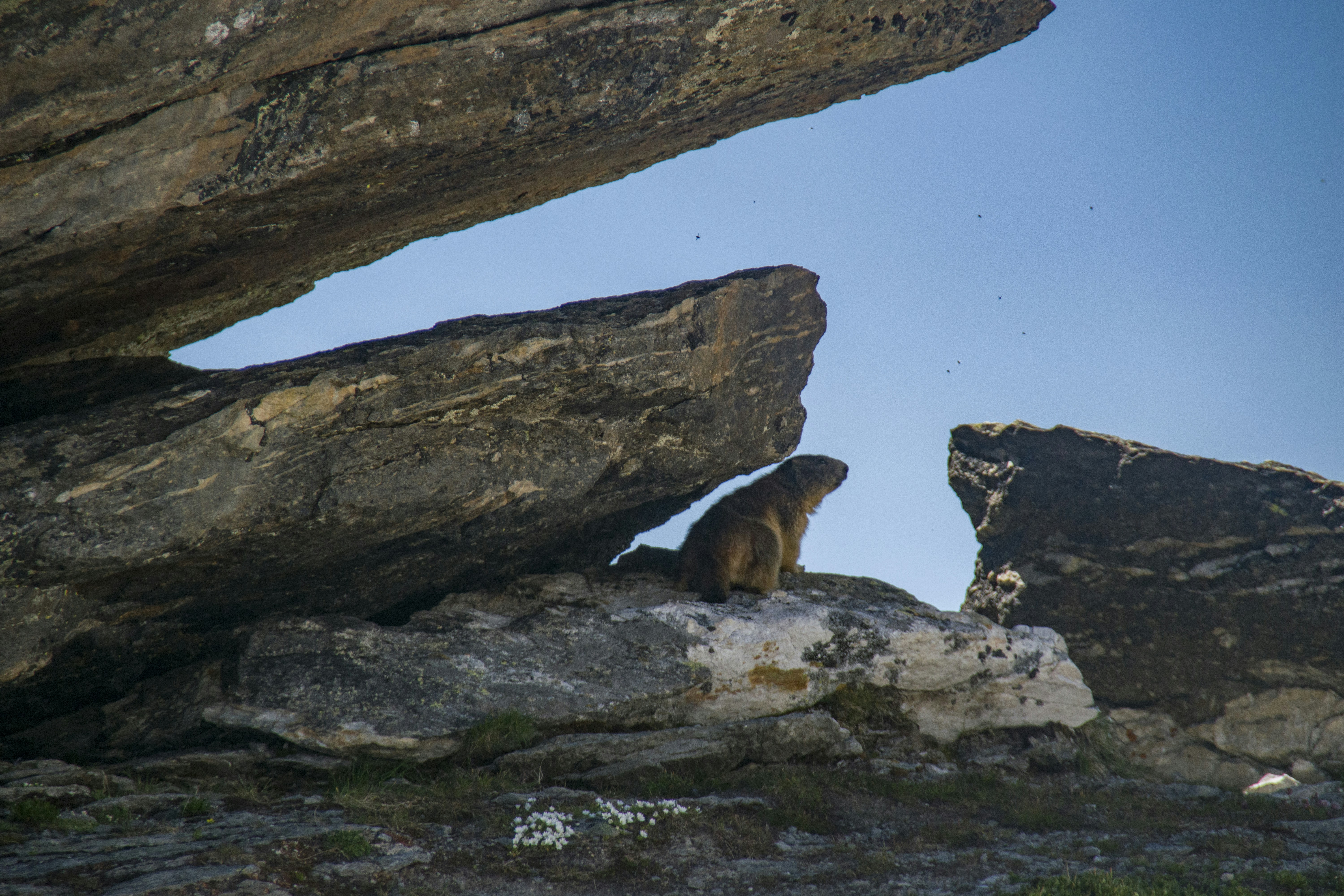 Marmot perches on sunlit granite ledge amid rugged rock formations and a clear blue sky.