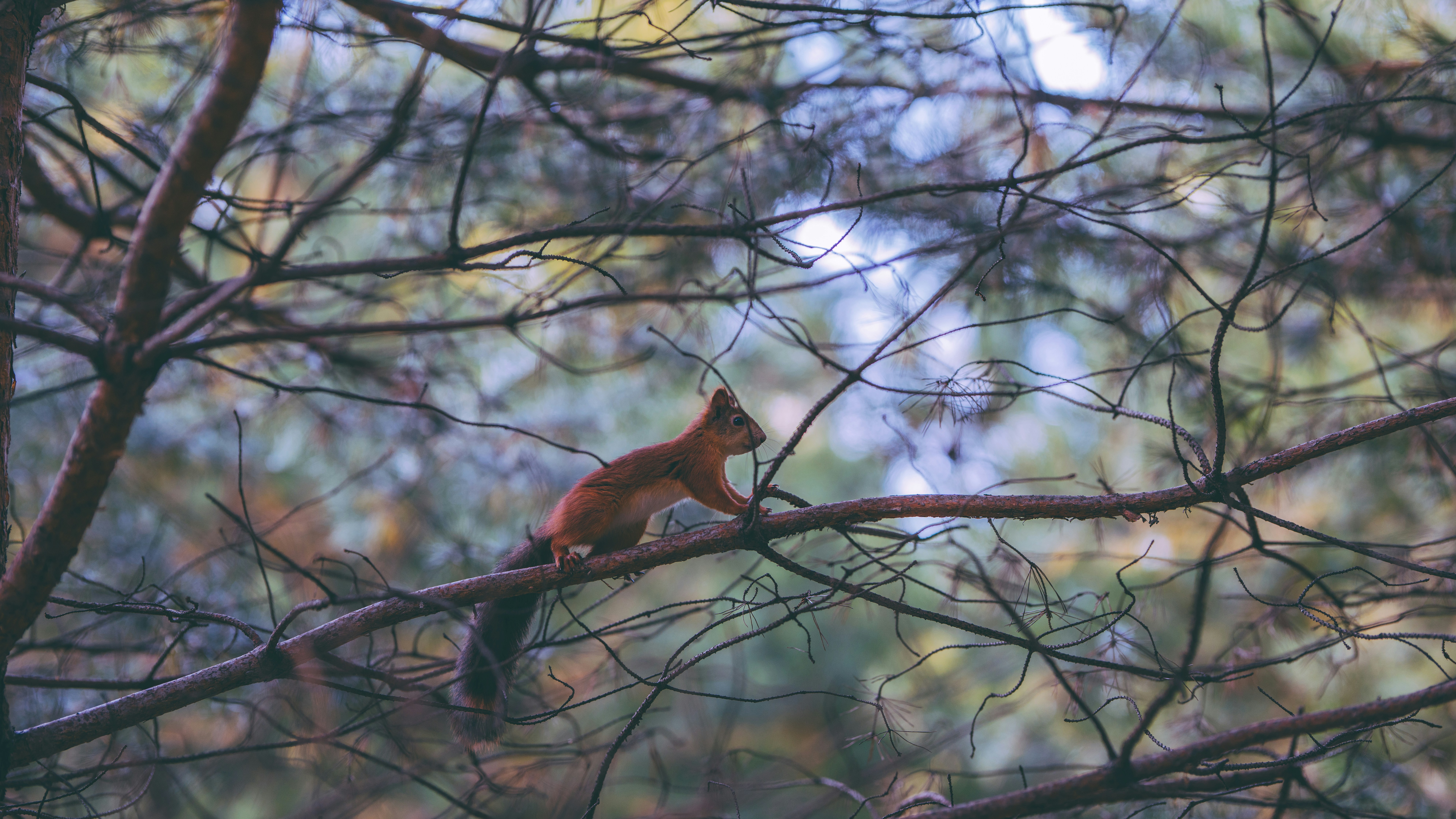Brown squirrel crawling on branch photo – Free Forest Image on Unsplash