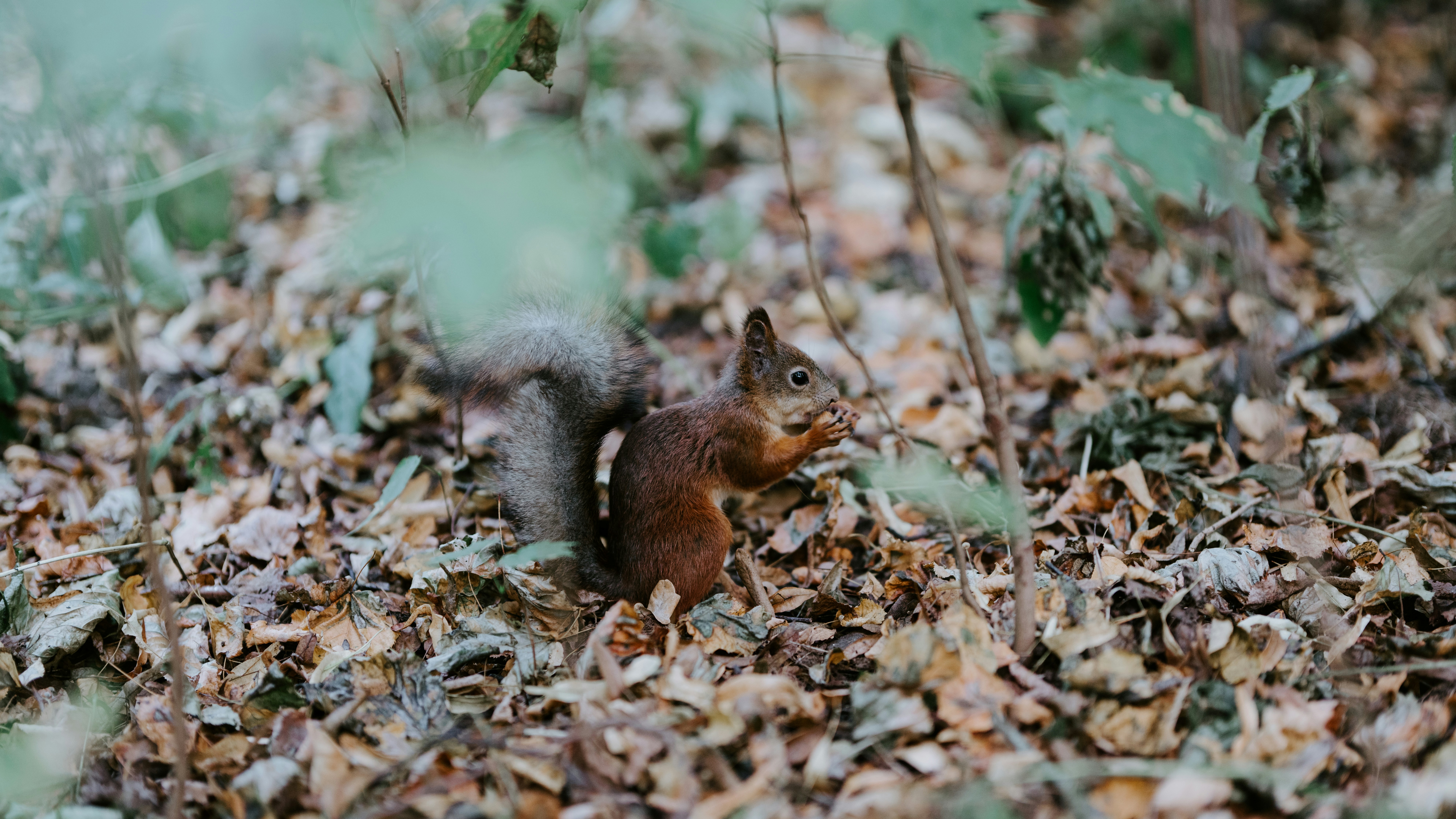 Red Squirrel Pause Among Fallen Leaves in Soft Forest Light