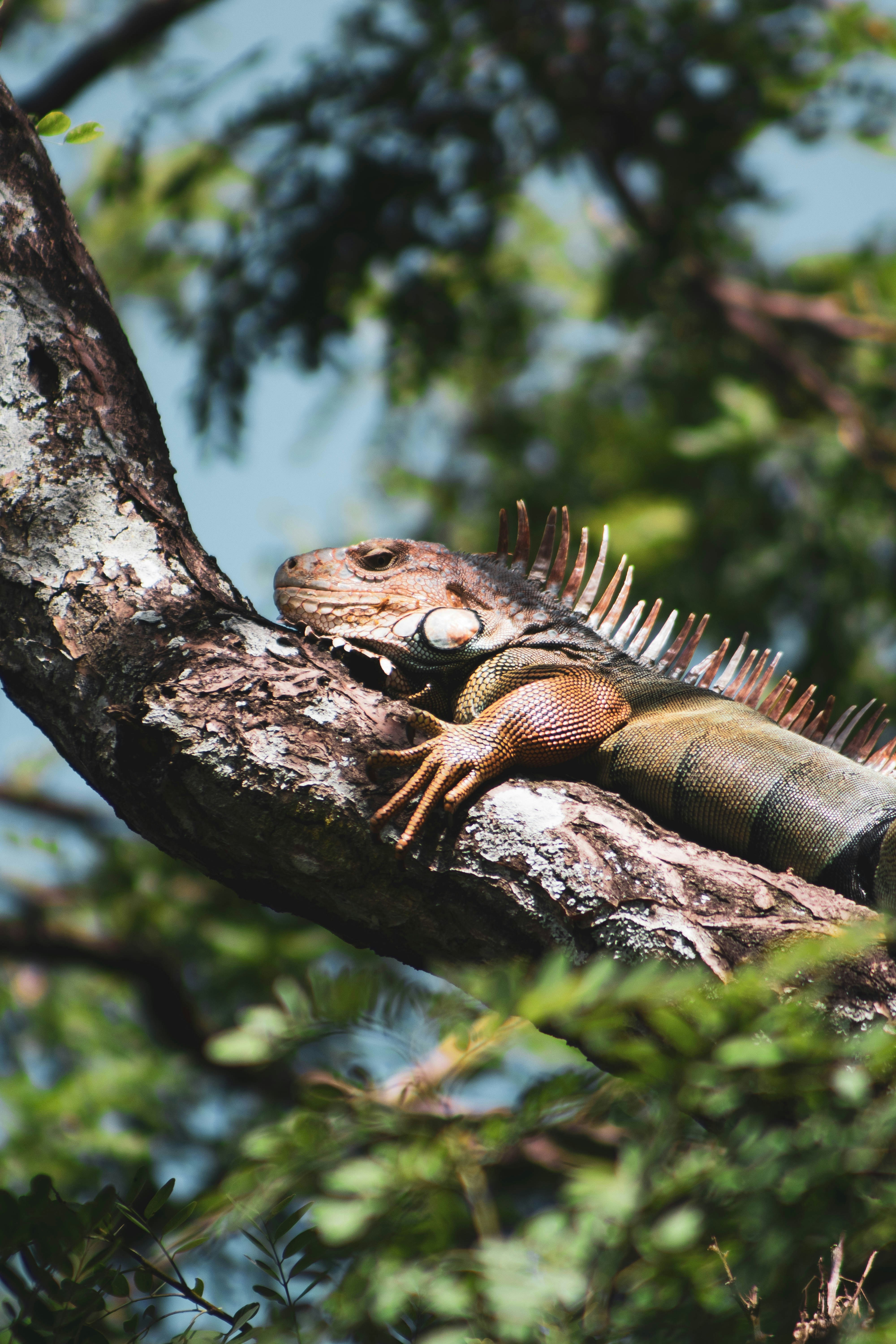 Sunlit Serenity: The Iguana's Perch