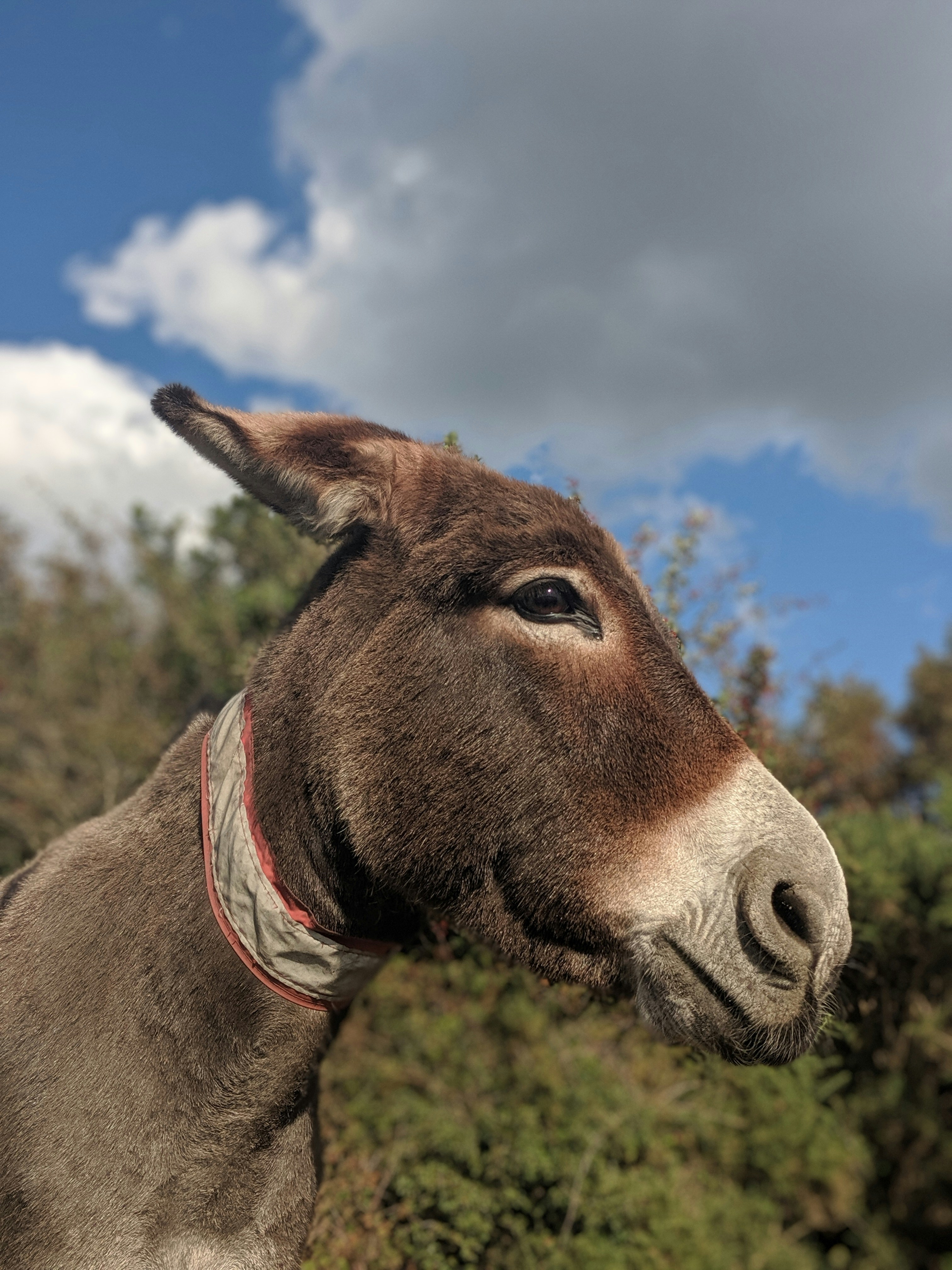 Burro marrón foto – Imagen de Reino Unido gratuita en Unsplash