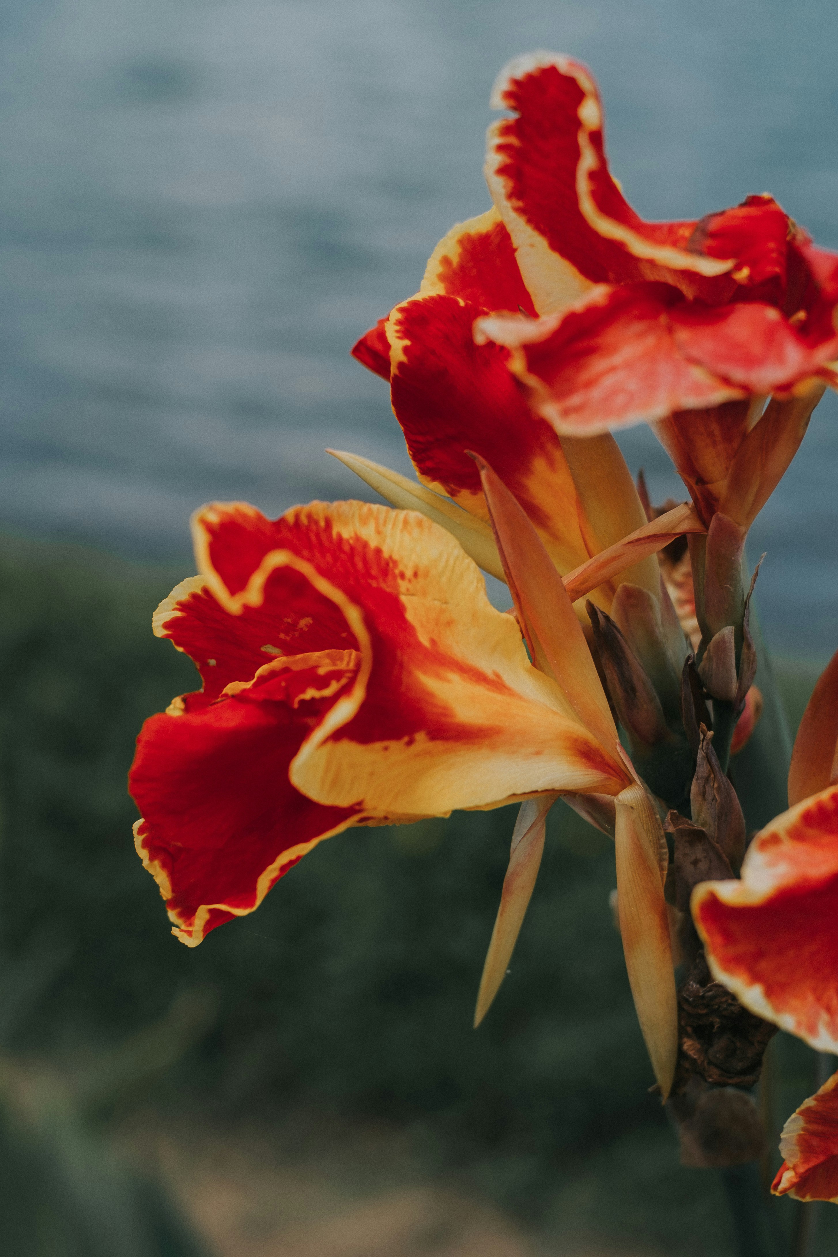 Flame-red Edges: A Close-up of Sunset-Flower Bloom Against Distant Sea