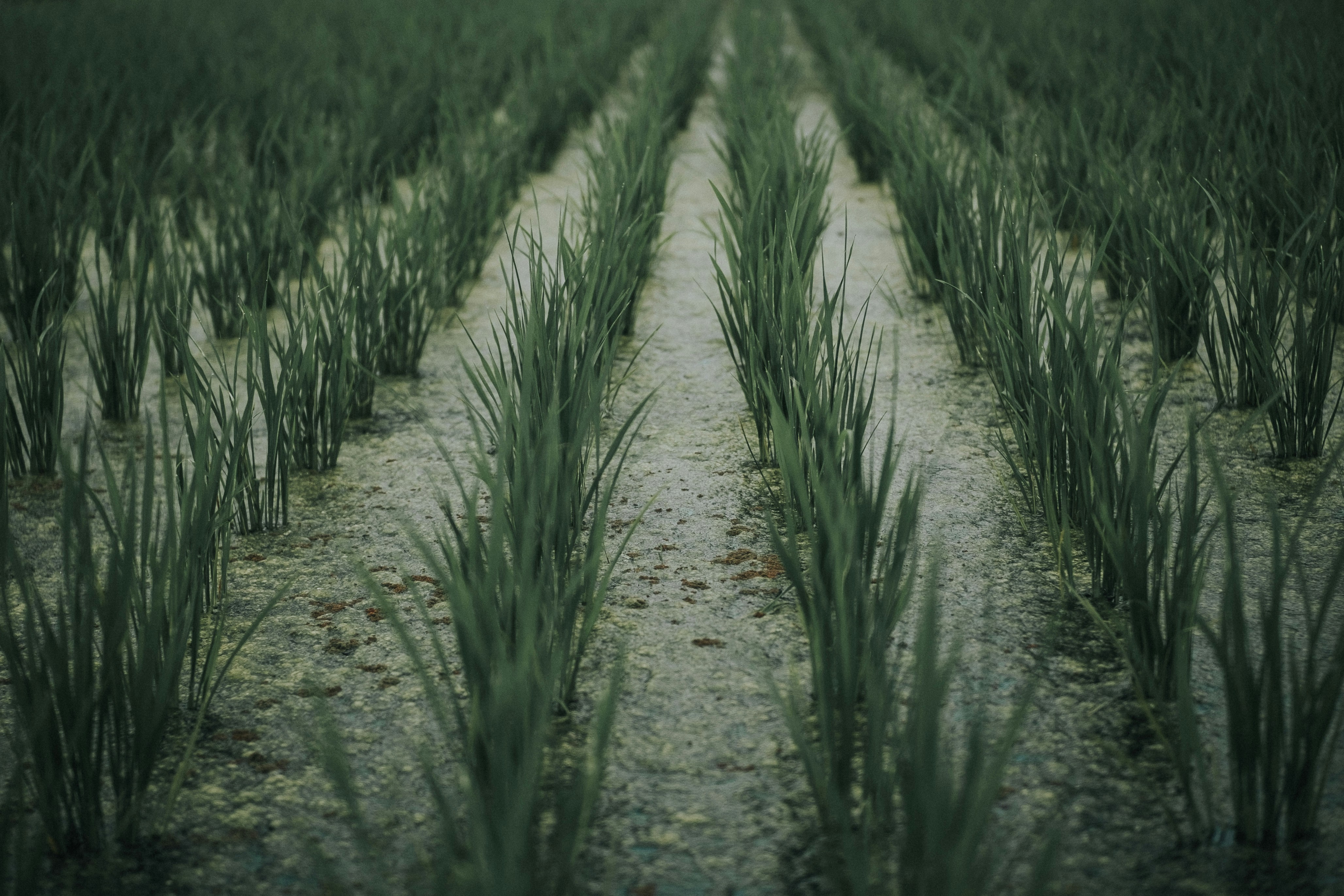 Young rice plants rise in neat, waterlogged rows beneath soft, muted light. A tranquil field scene emphasizing rhythm and symmetry, with subtle reflections on the flooded soil.