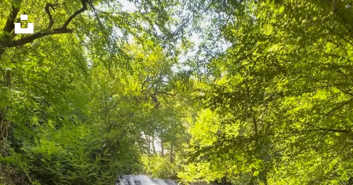 Green Trees Near Waterfalls During Daytime Photo Free Usa Image On