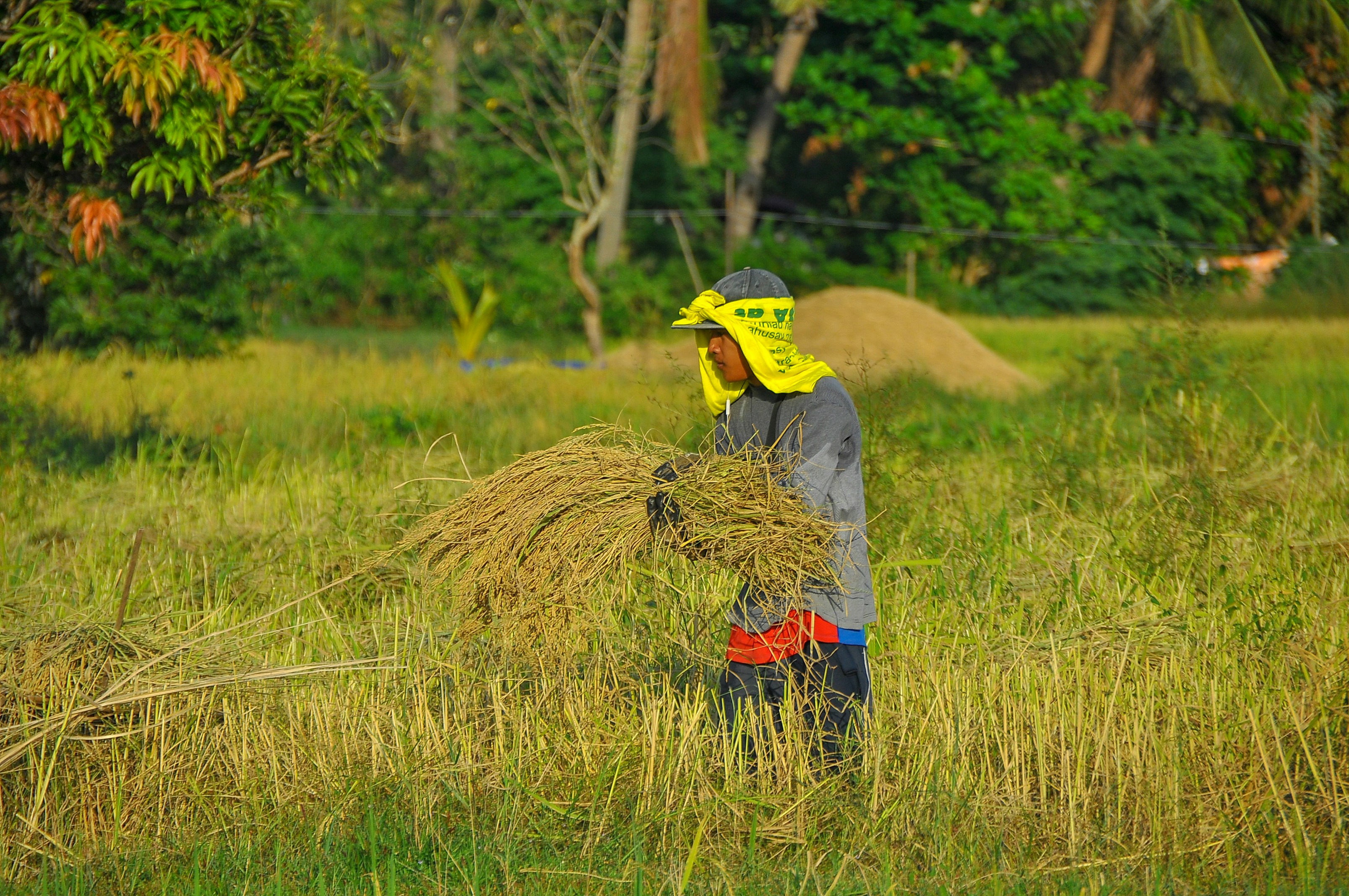 Farmer gathering rice stalks under the sun, surrounded by lush greenery in a vibrant field.