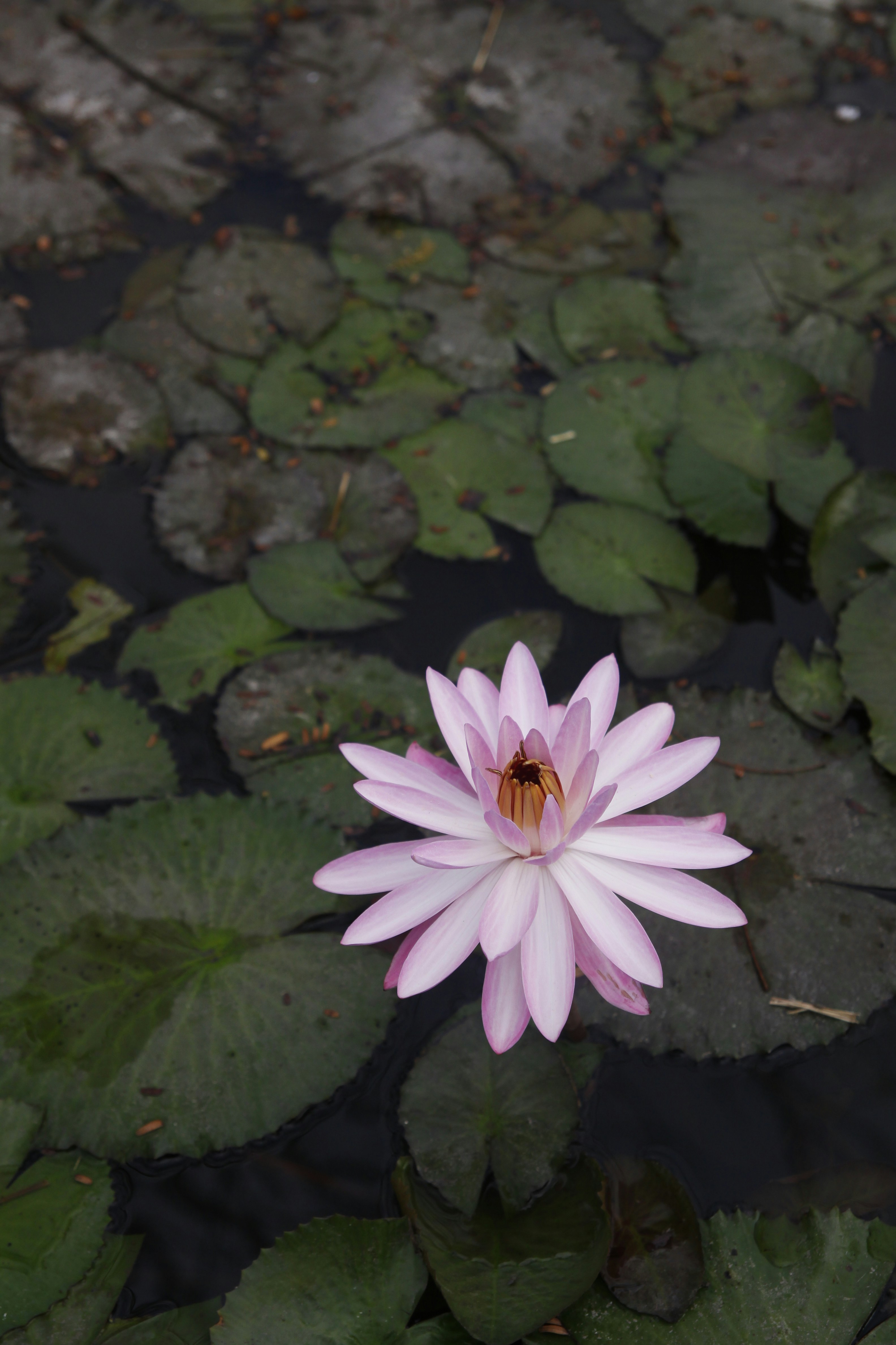 Solitary Blossom Amidst Lily Pads