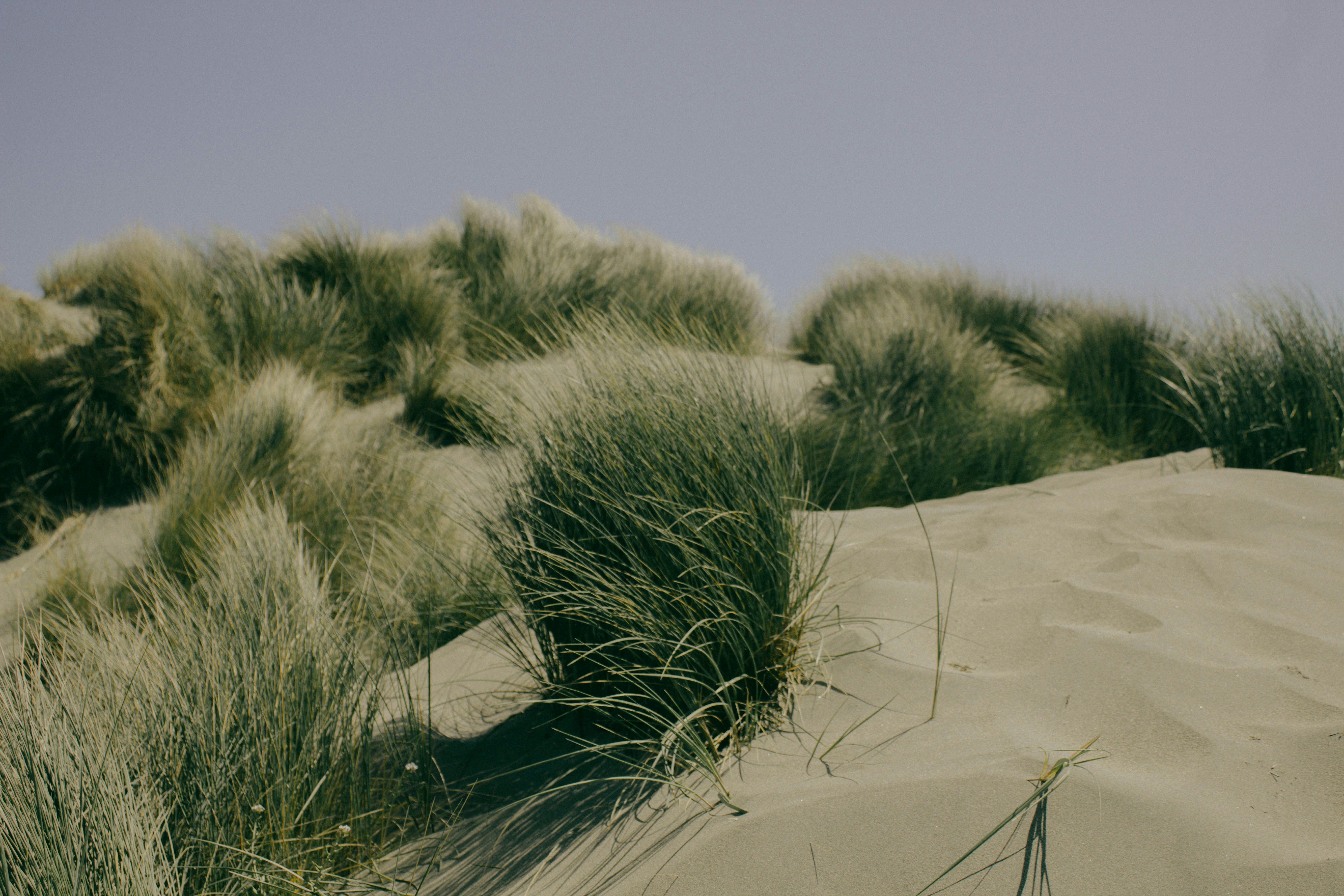 Wind-Kissed Dunes: A Quiet Garden of Grass Amid Pale Sand